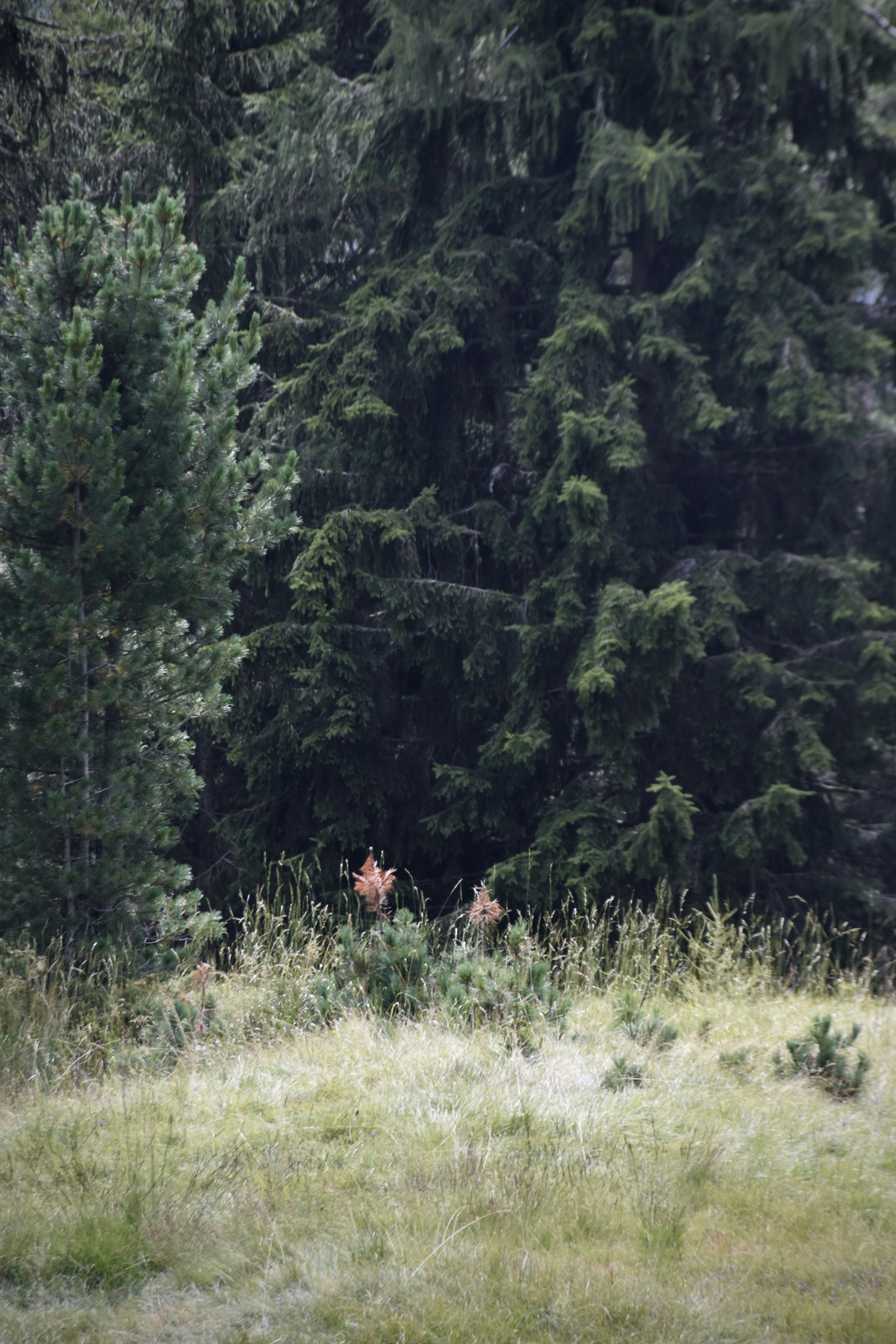 Whispers of the Forest: A Hidden Encounter