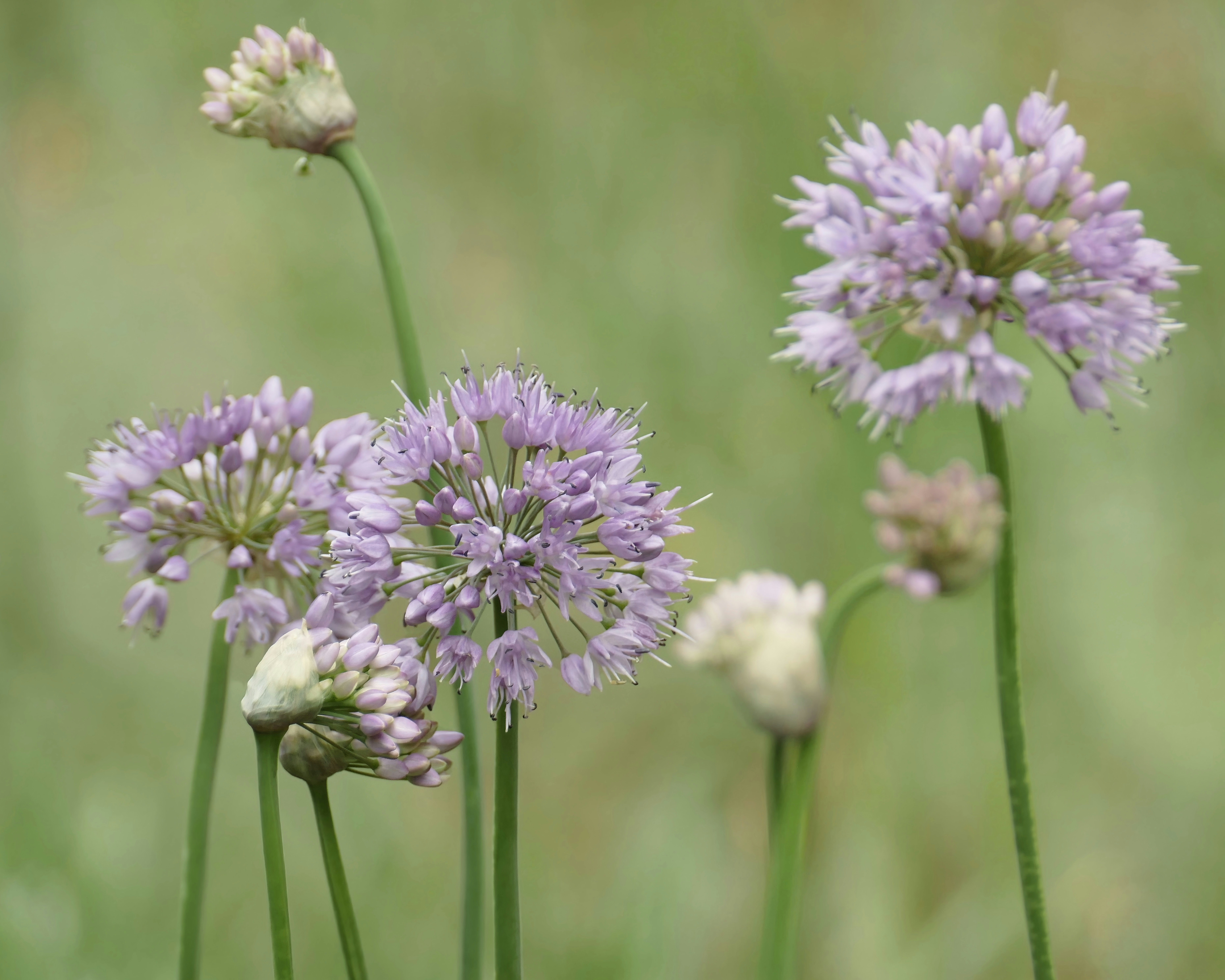 Purple Allium Spheres in a Quiet Meadow