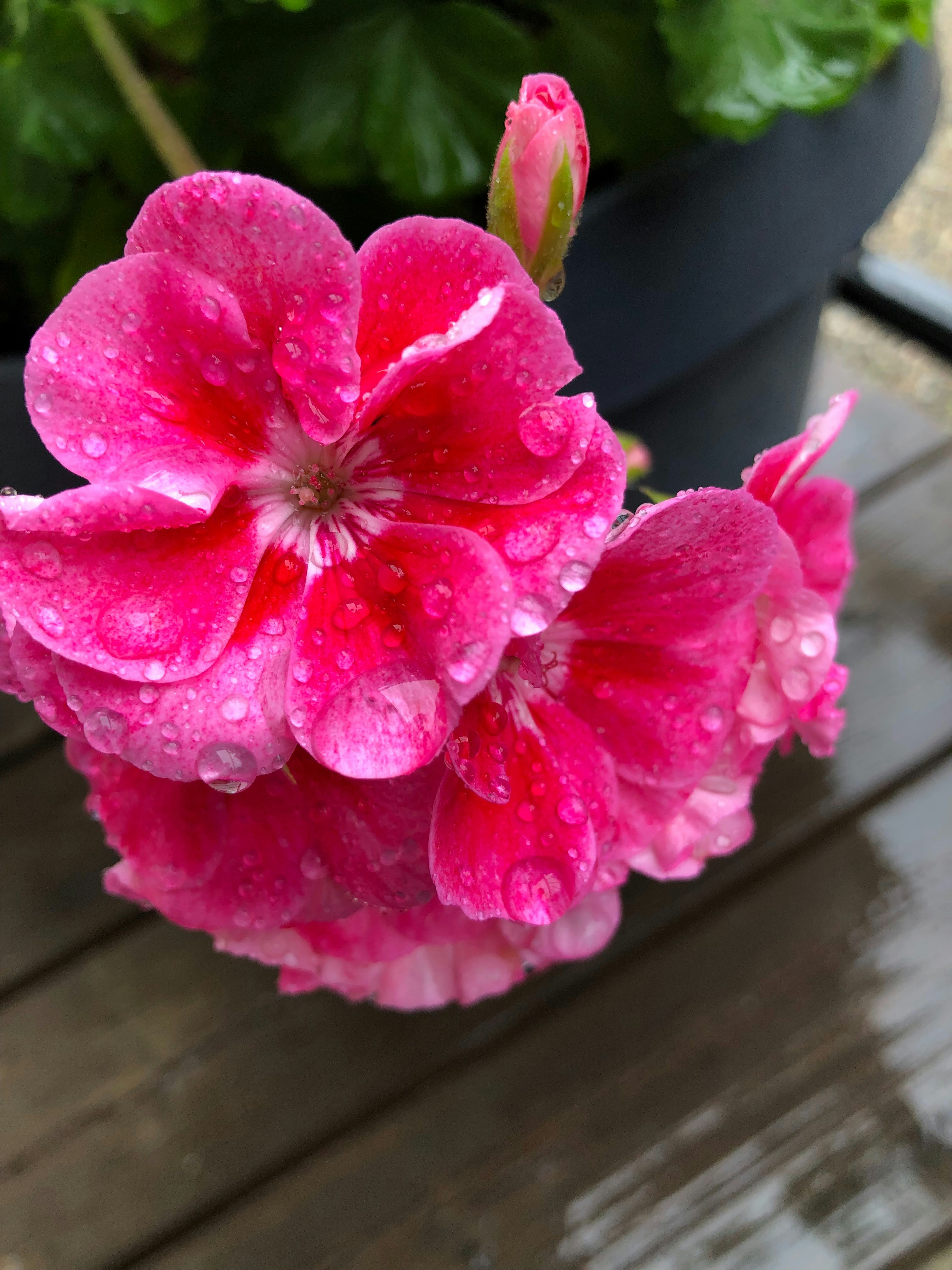 Dew-Kissed Pink Petunia in Sharp Focus