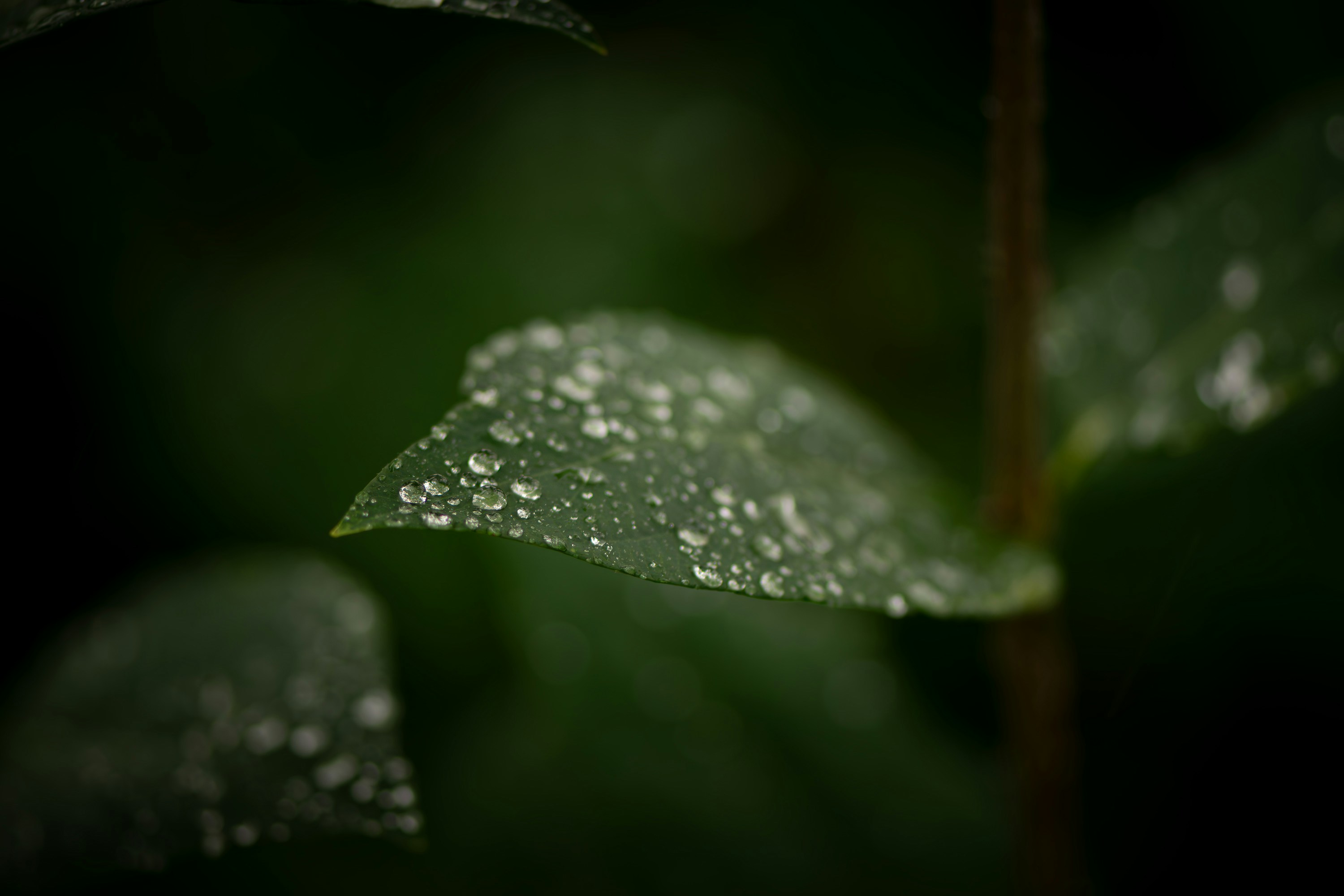 A leaf with raindrops on it.