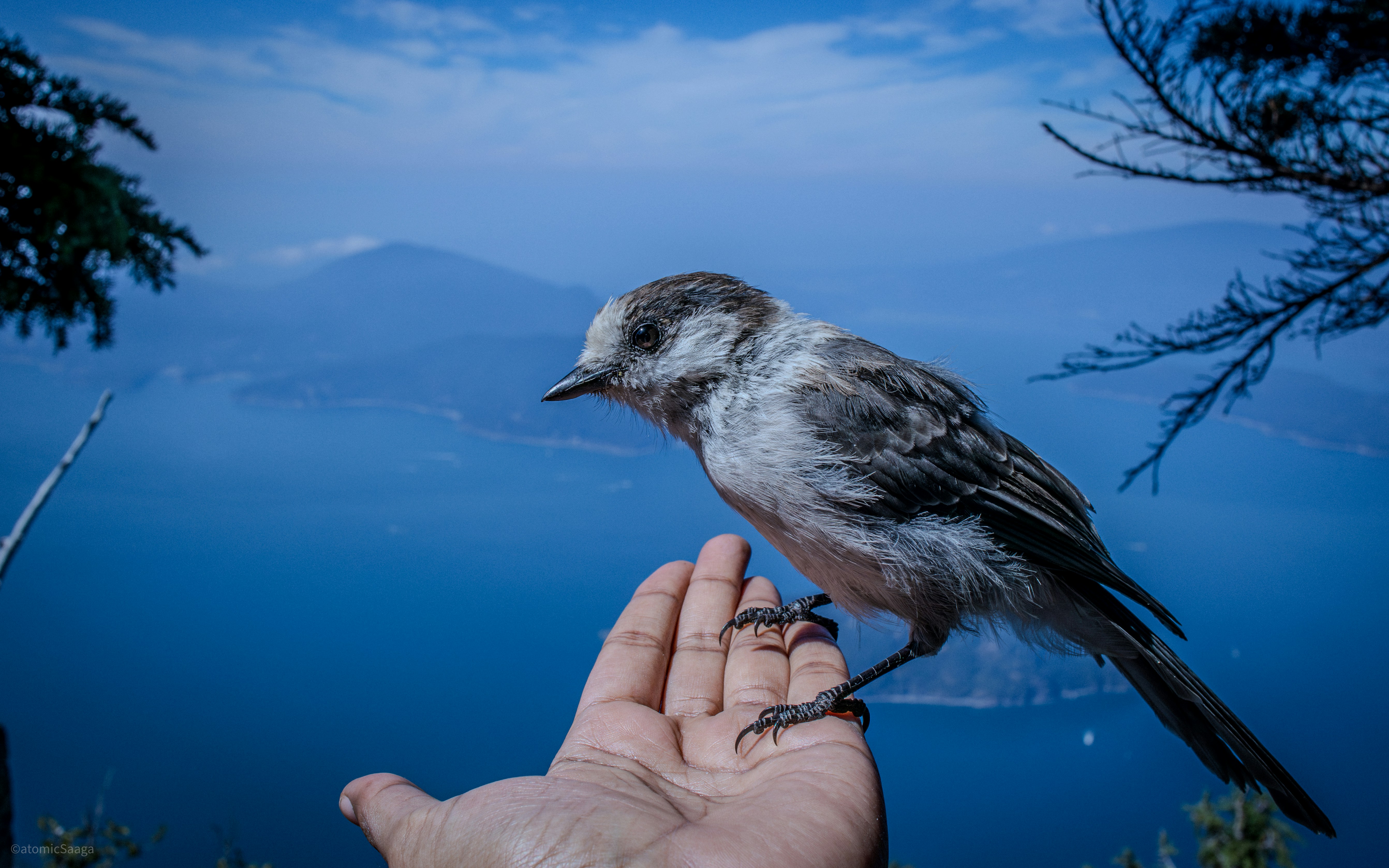 Sparrow on a Hand: A Moment of Quiet Above Glacier-Blue Lake