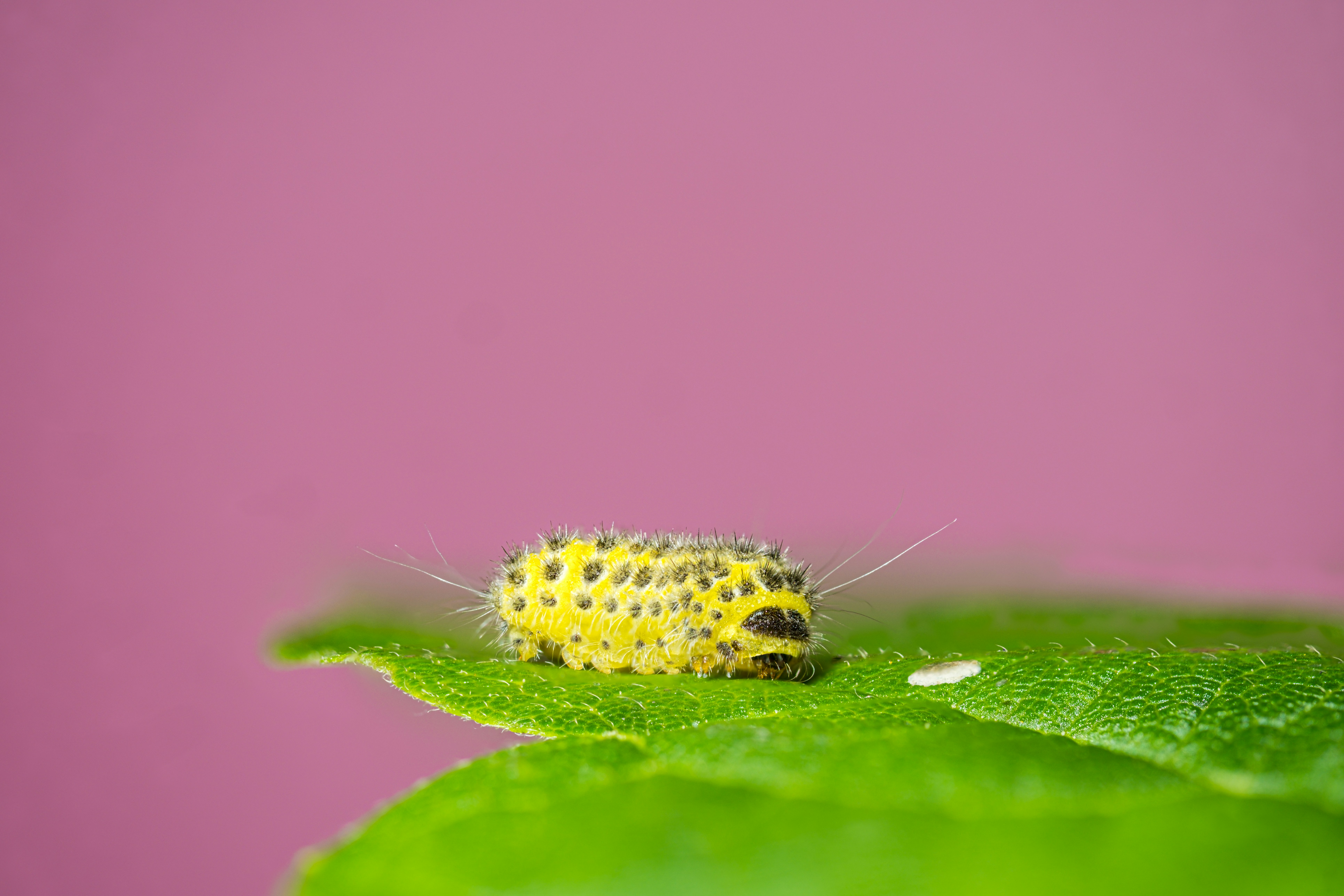 Alexandre Daoust (@alexandredaoust) | Unsplash-Foto-Community