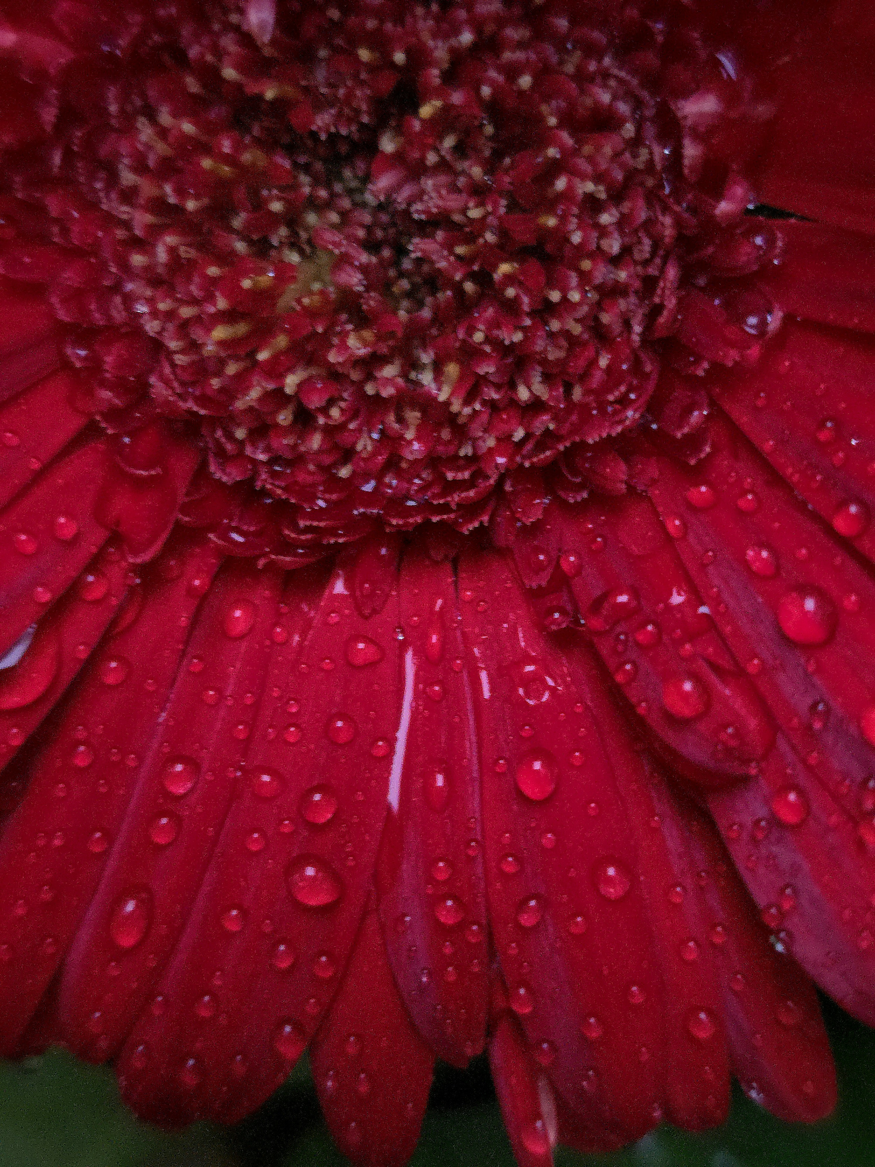 Close-up macro of a red Gerbera daisy with dew drops across the petals and a textured central disc.