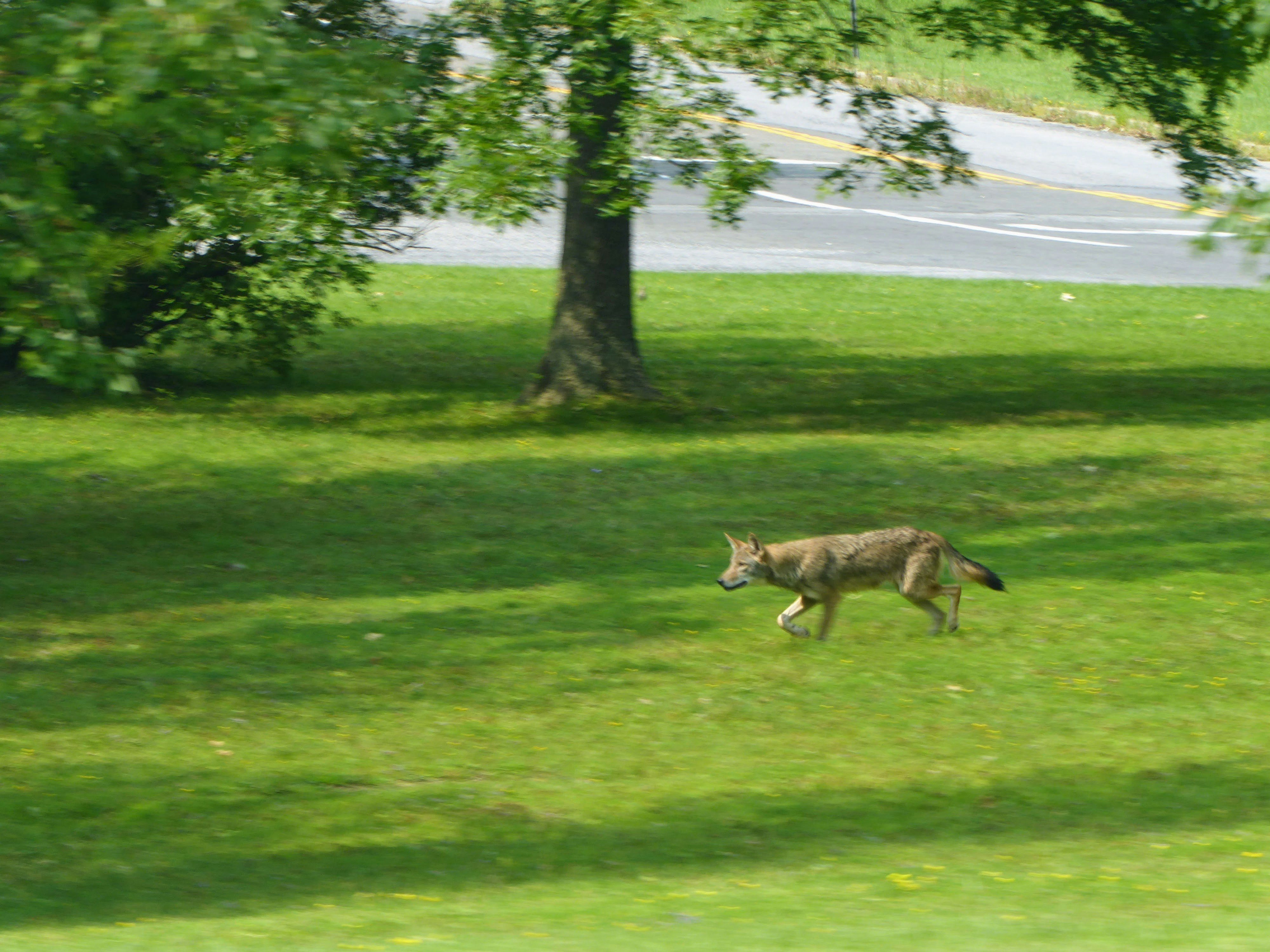 Midday Coyote Drifts Across a Sunlit Park Lawn