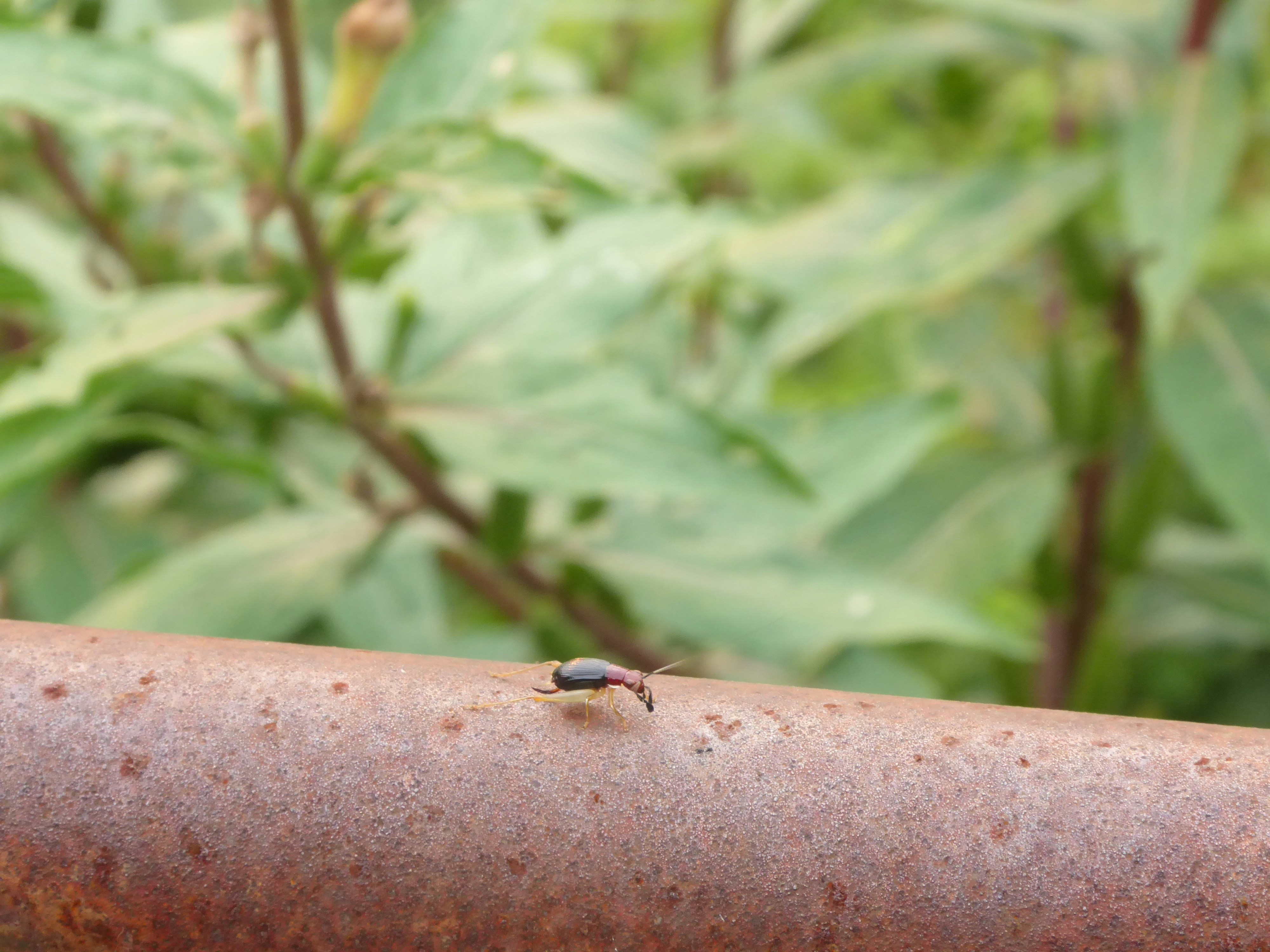 Tiny Beetle on a Rusted Bar Amid Blur of Green Foliage