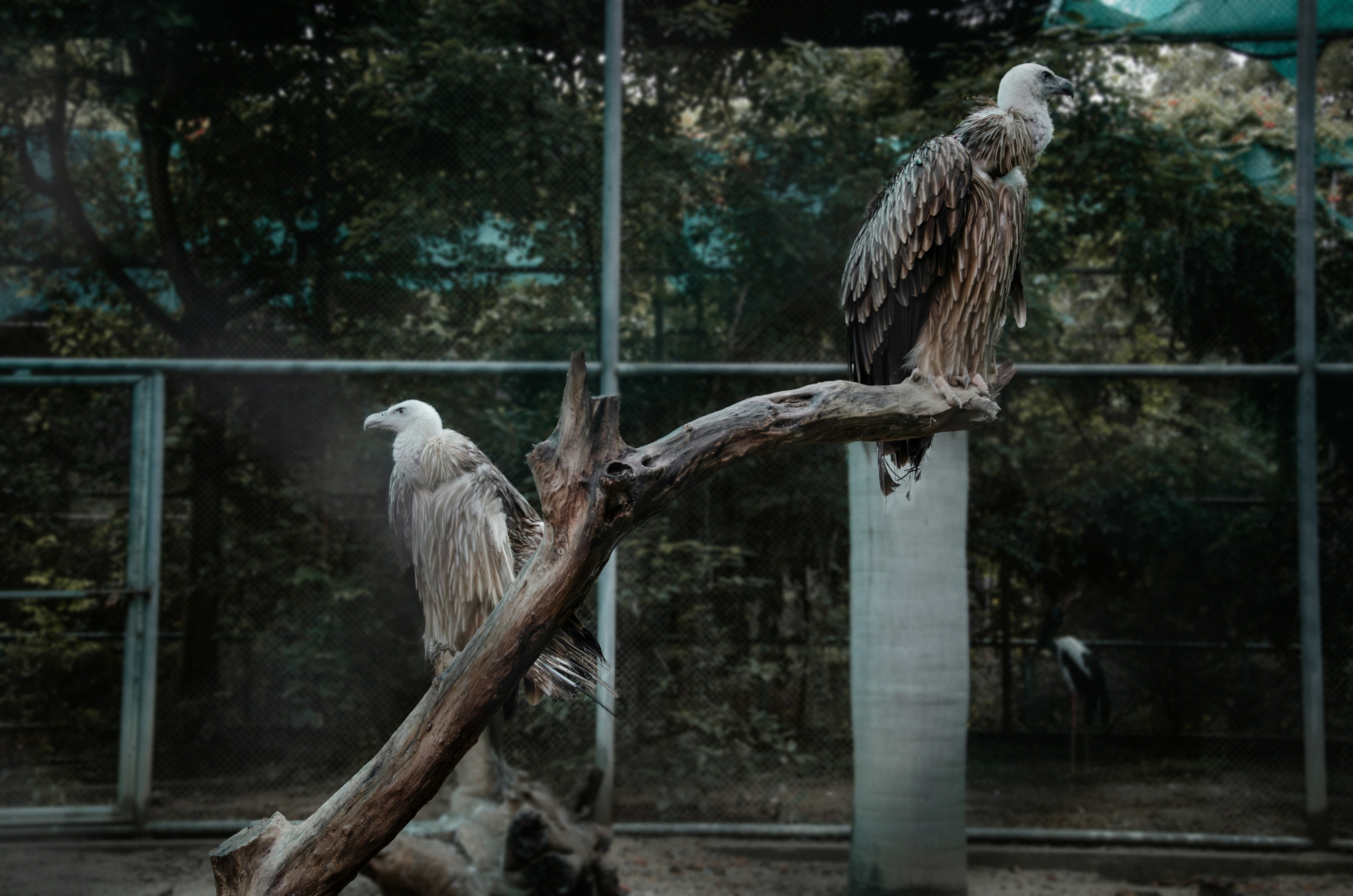 Silent Guardians of the Aviary