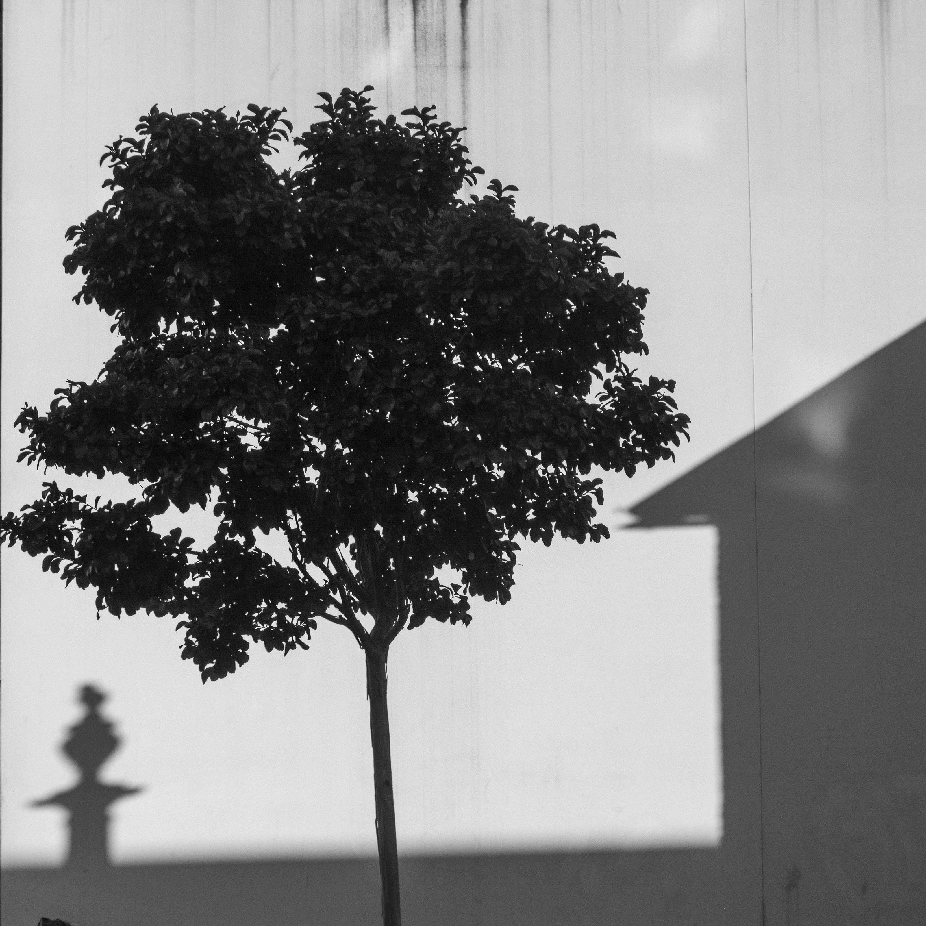 Shadowed Tree and Lofted Shadow: A Quiet Geometry of Light