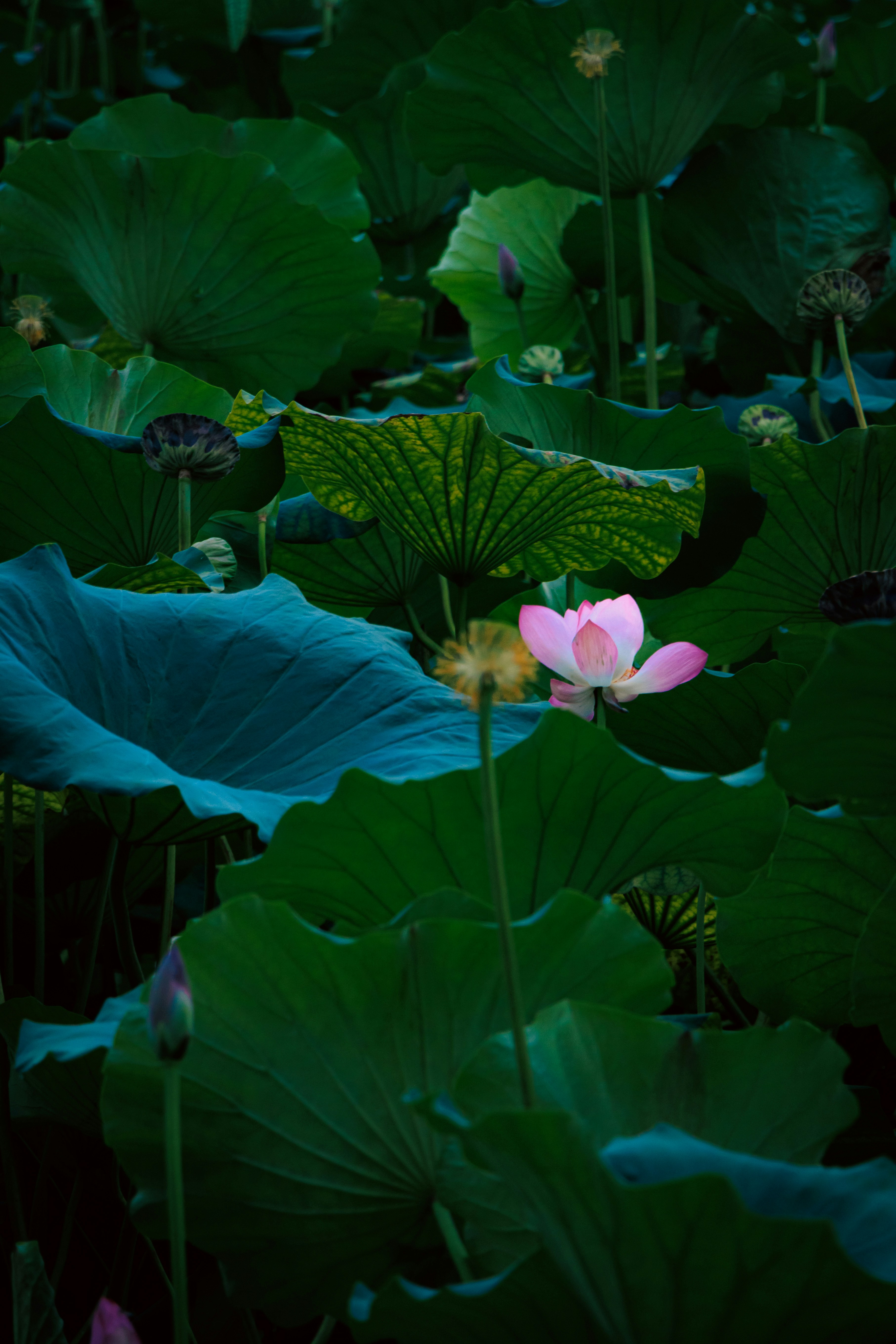 The Quiet Bloom: Pink Lotus Among Shadowed Leaves