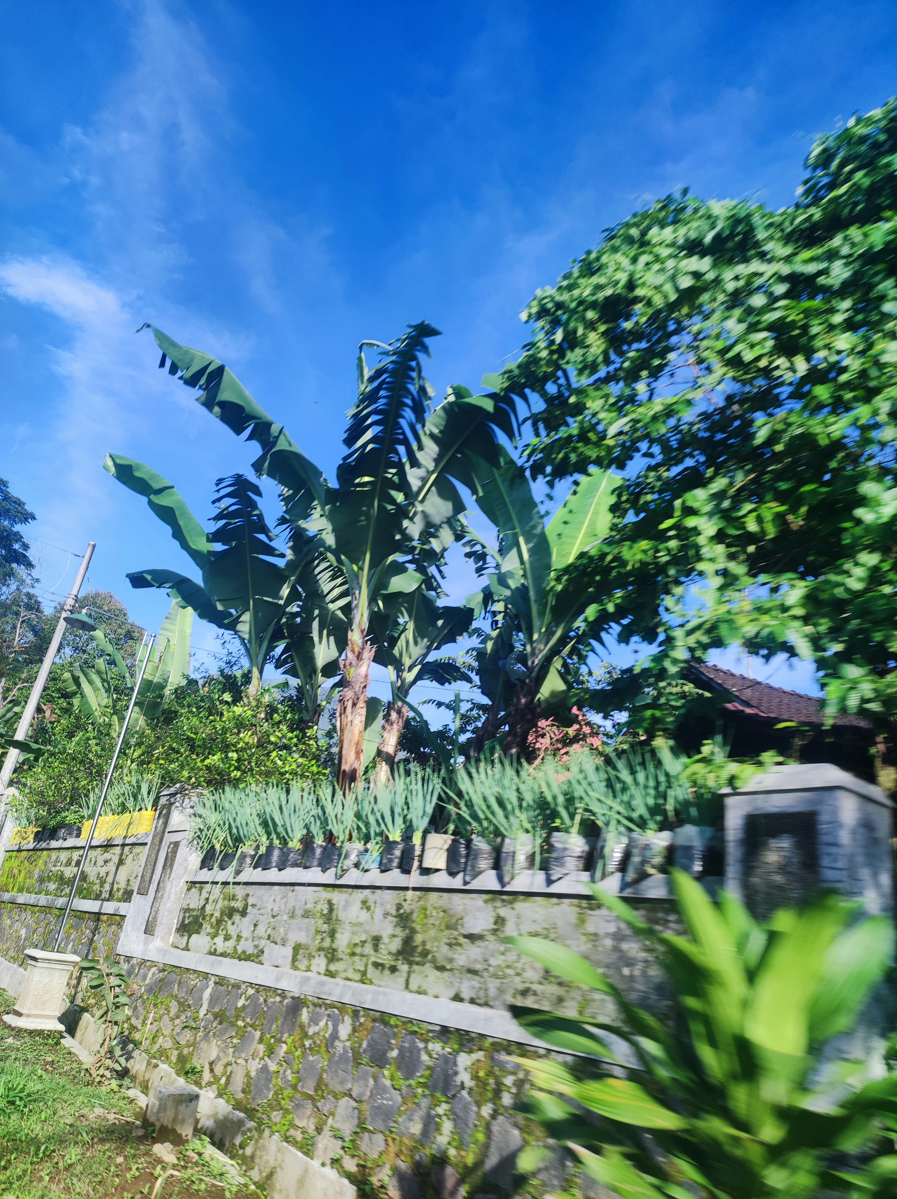 Lush green banana trees and ornamental plants line a stone wall under a bright blue sky, showcasing the vibrancy of tropical vegetation.