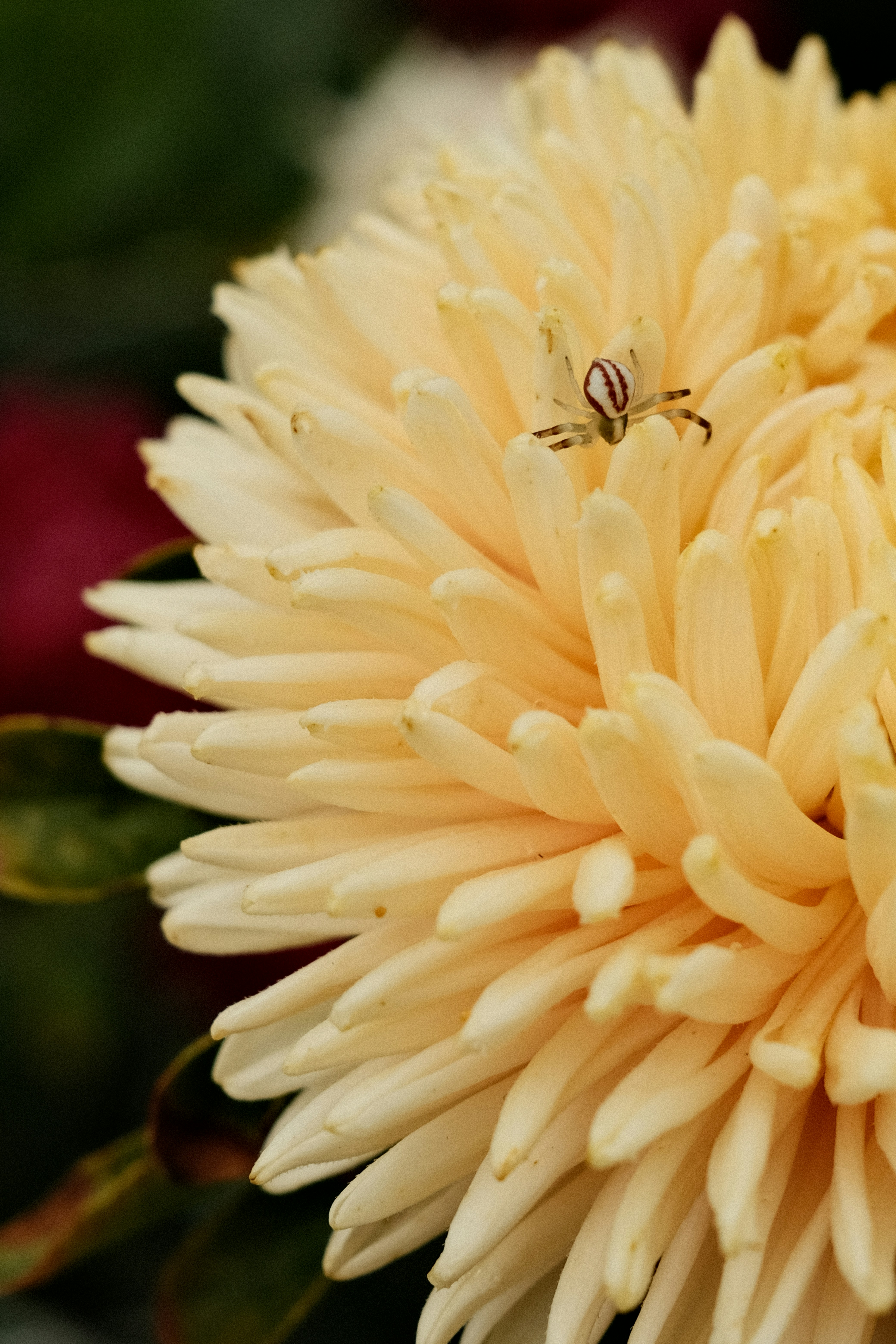 Cream Chrysanthemum Close-Up: A Minute Crab Spider Among Sunlit Petals