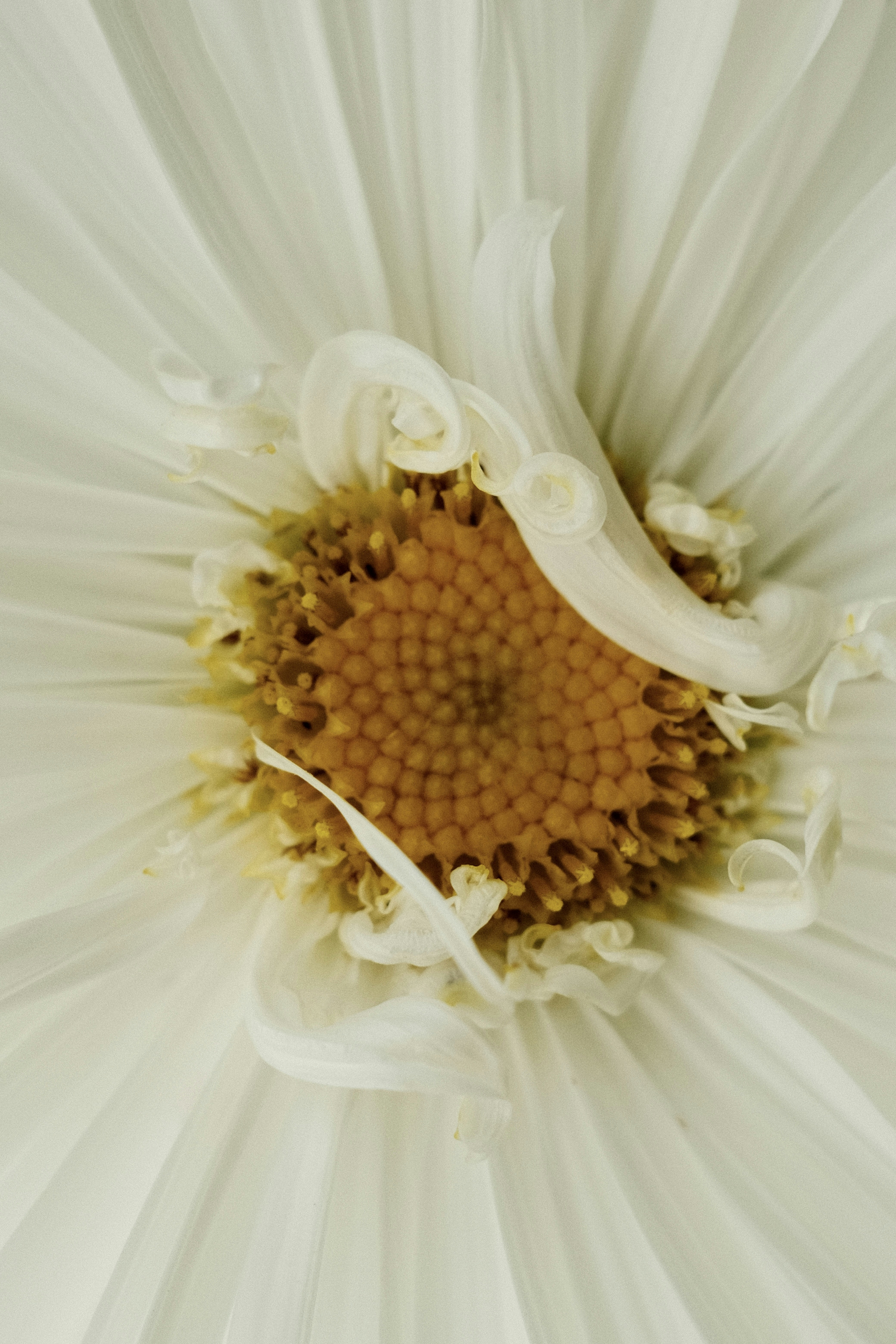 Gold Kernel in a Snow Crown: Macro Portrait of a White Daisy's Heart