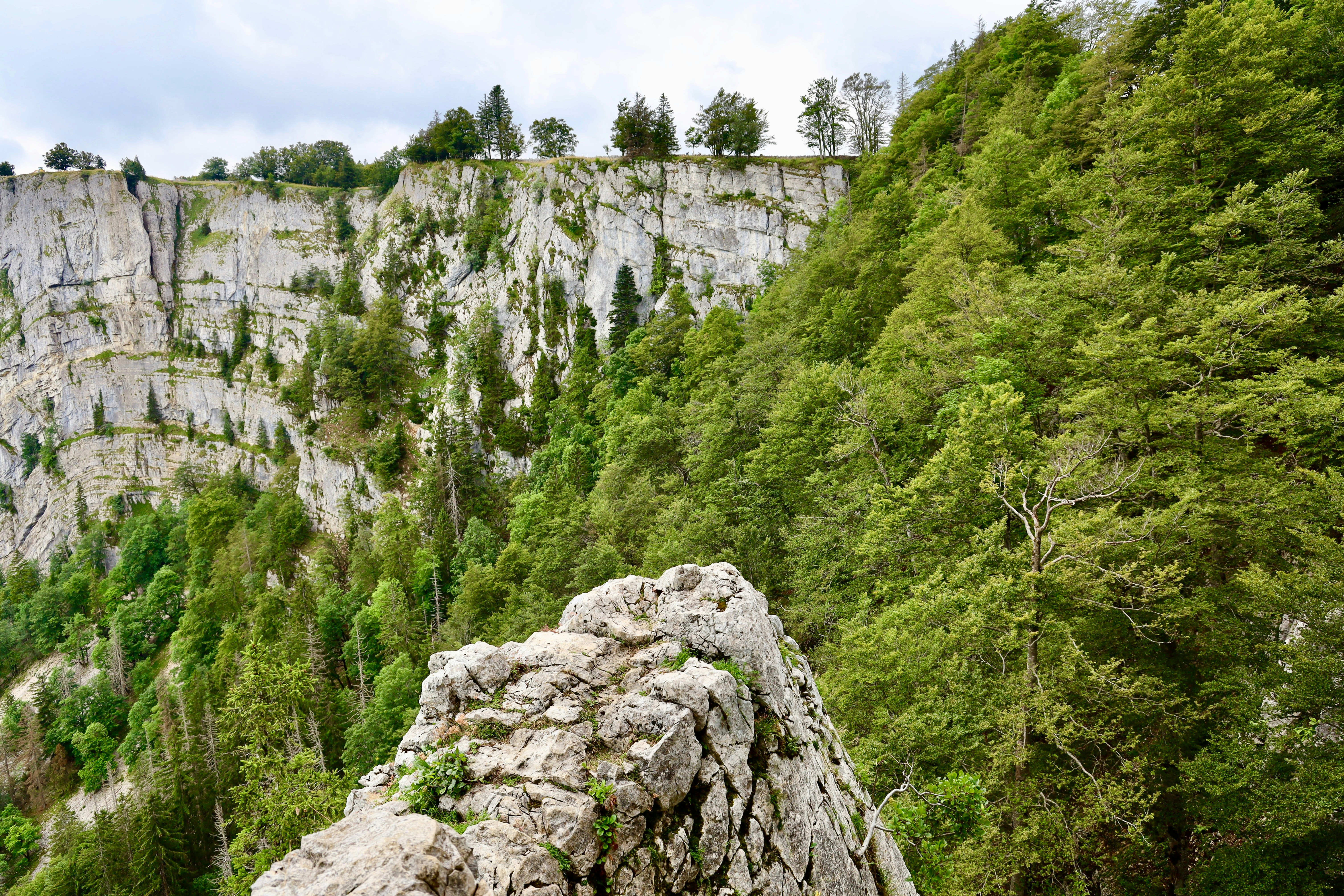 Un gros rocher au milieu d’une forêt photo – Image gratuite de ...