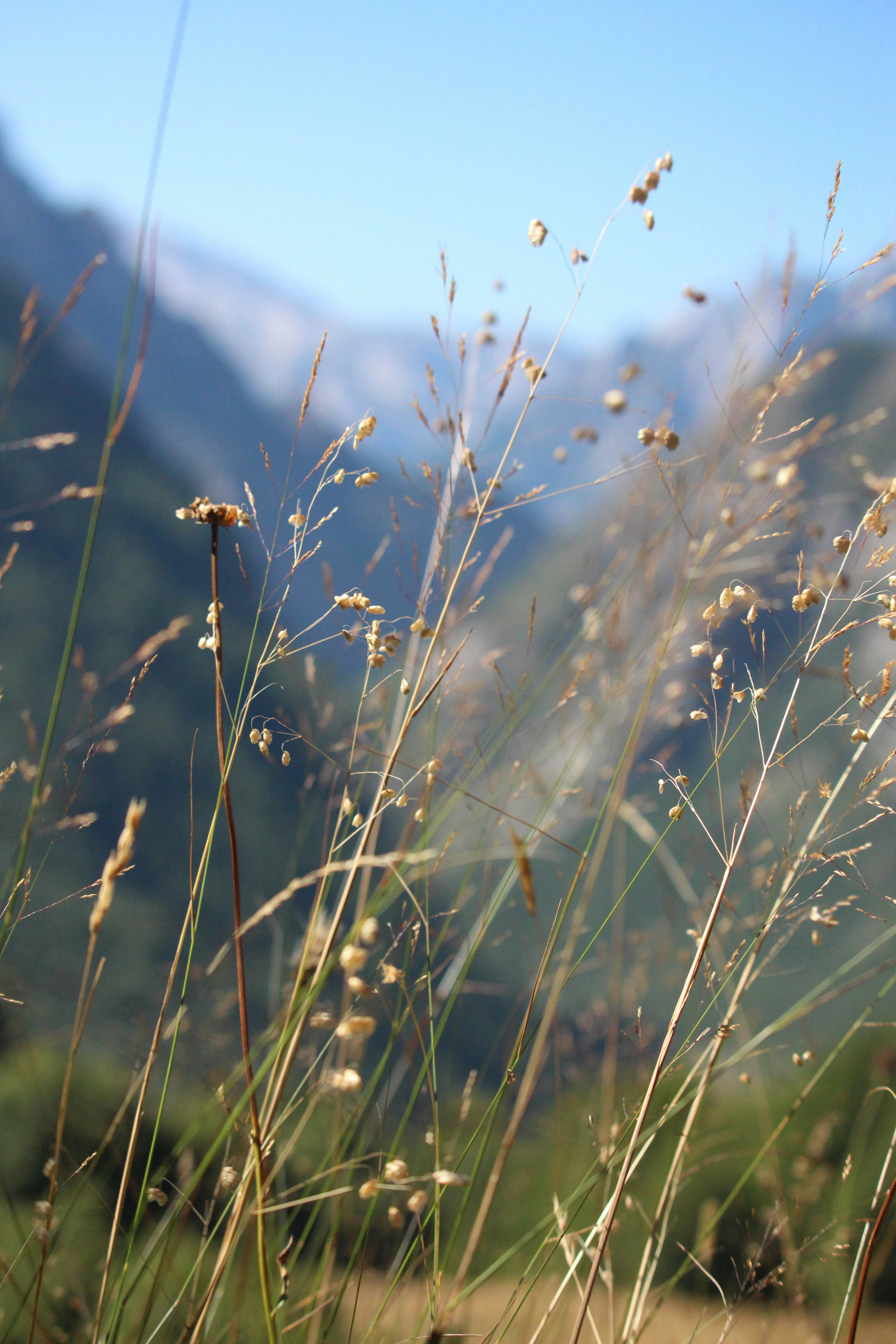 Alpine Seed Heads in Sunlit Silence