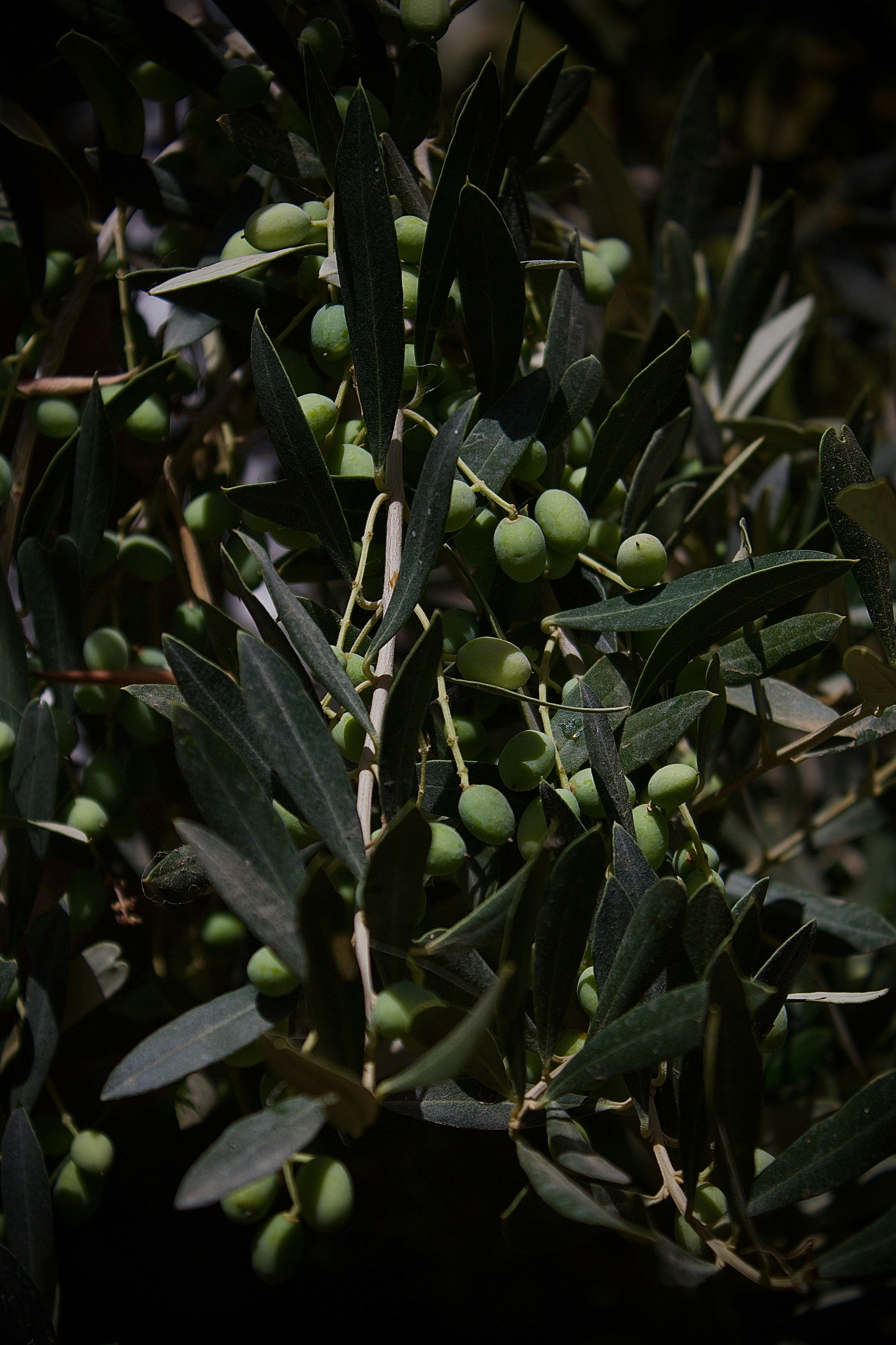 A bunch of olives growing on a tree photo – Free Vert Image on Unsplash