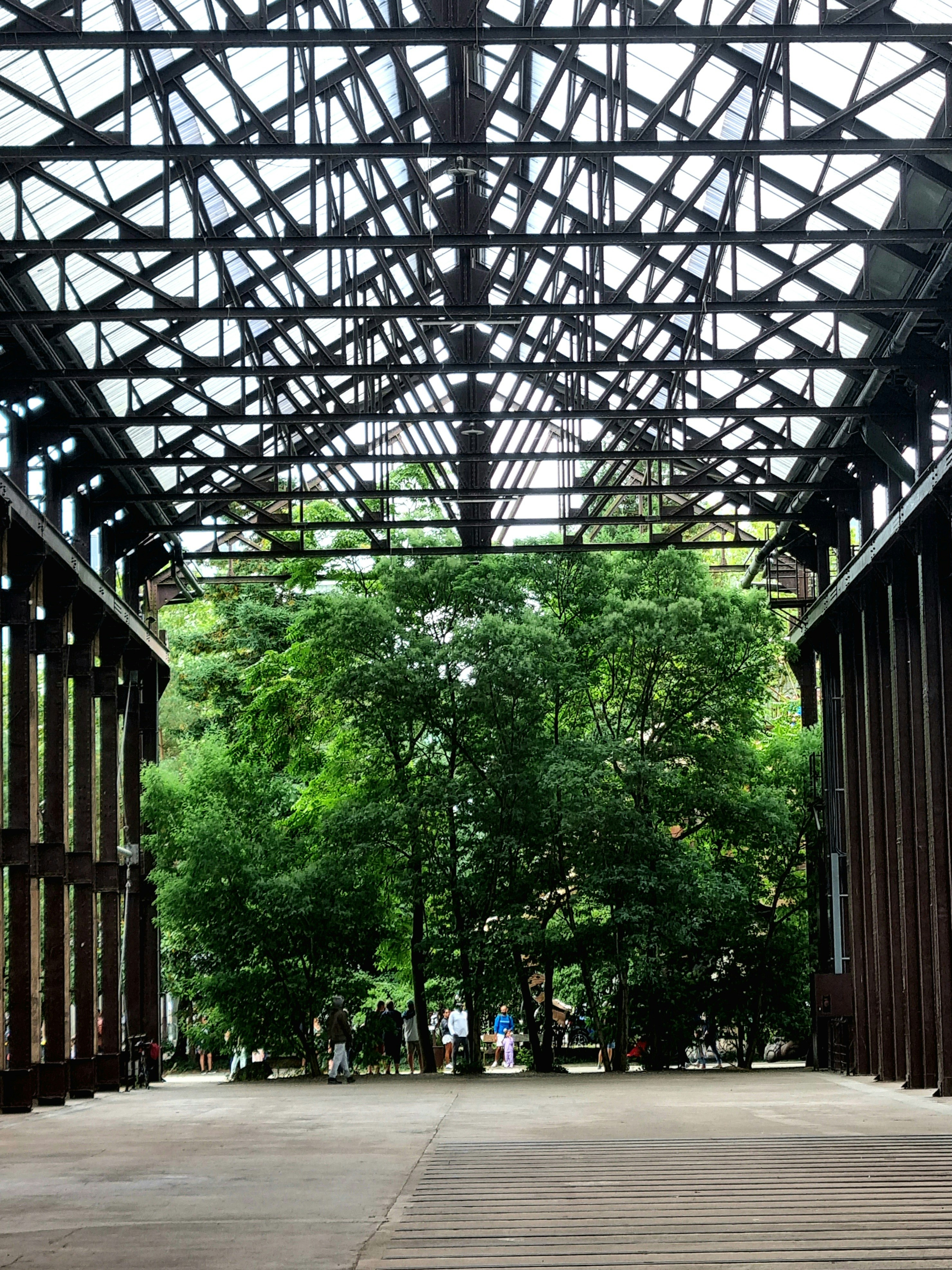 Light and Steel Preserve: Tree Framed by a Foundry Roof