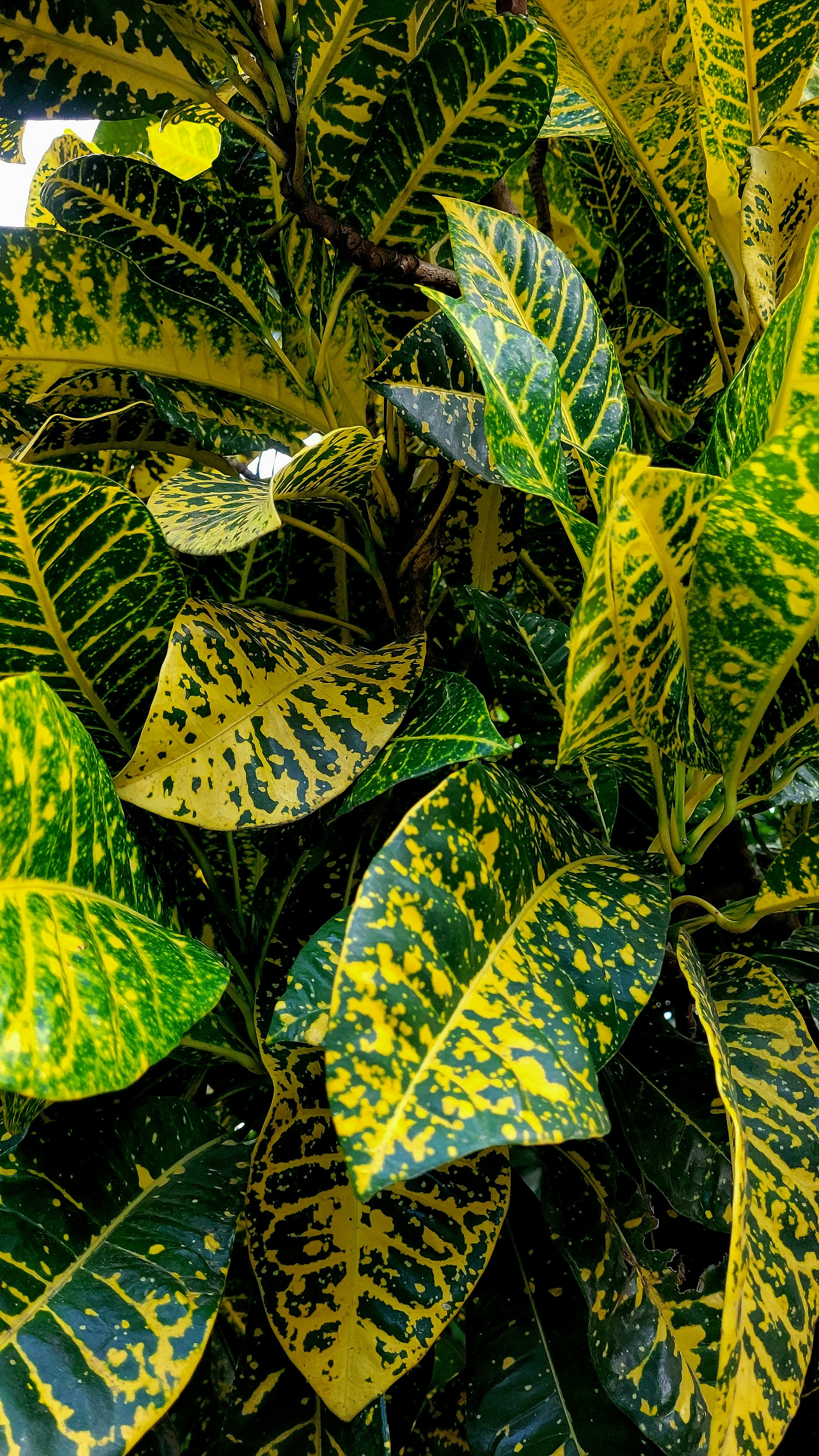 "Nature's artistry The Yellow Petra Leaves are a true marvel of nature, with their unique shape and vibrant color."