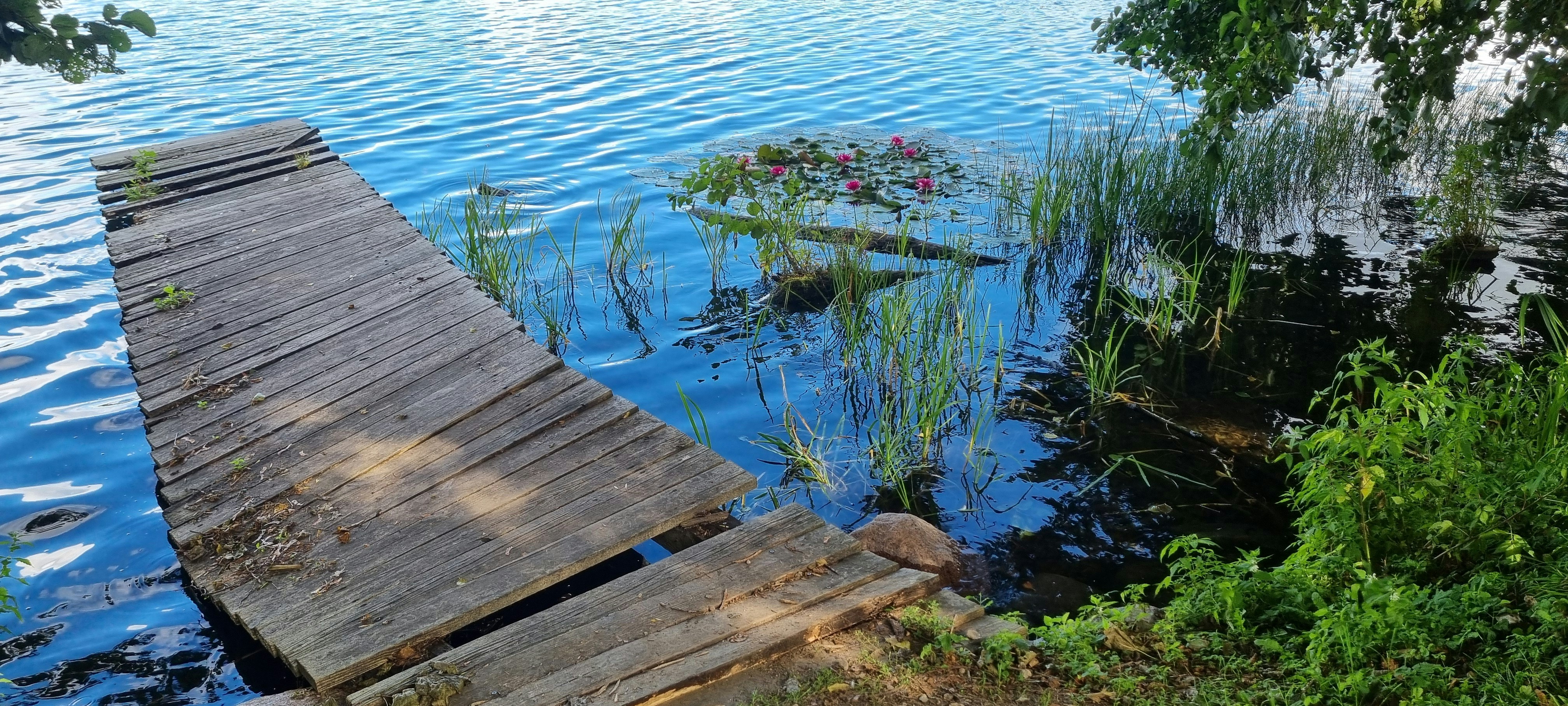 Weathered Pier Reaches a Quiet Lake, Framed by Reeds and Light