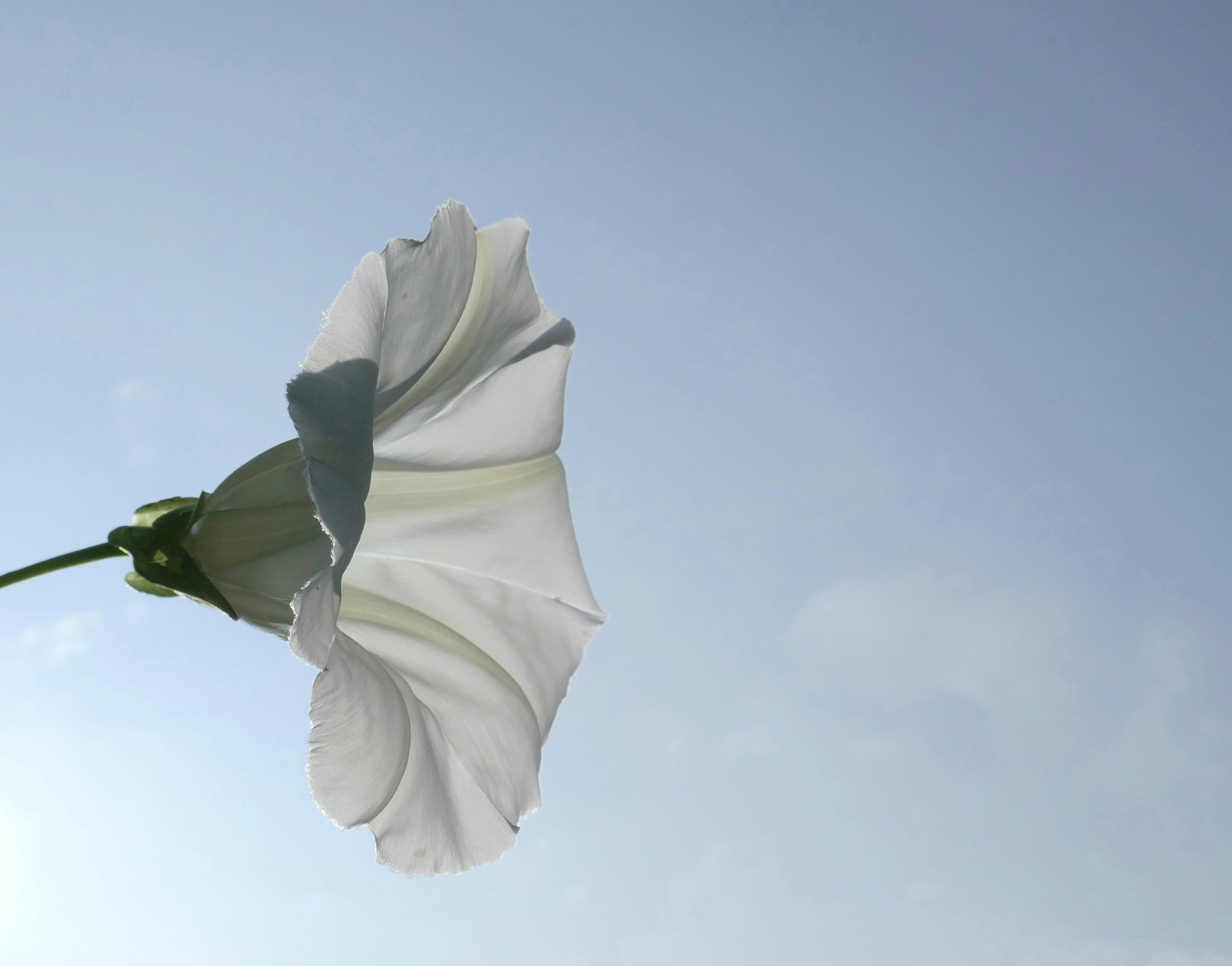 Single white trumpet-shaped flower against a clear blue sky, photographed in soft sunlight.