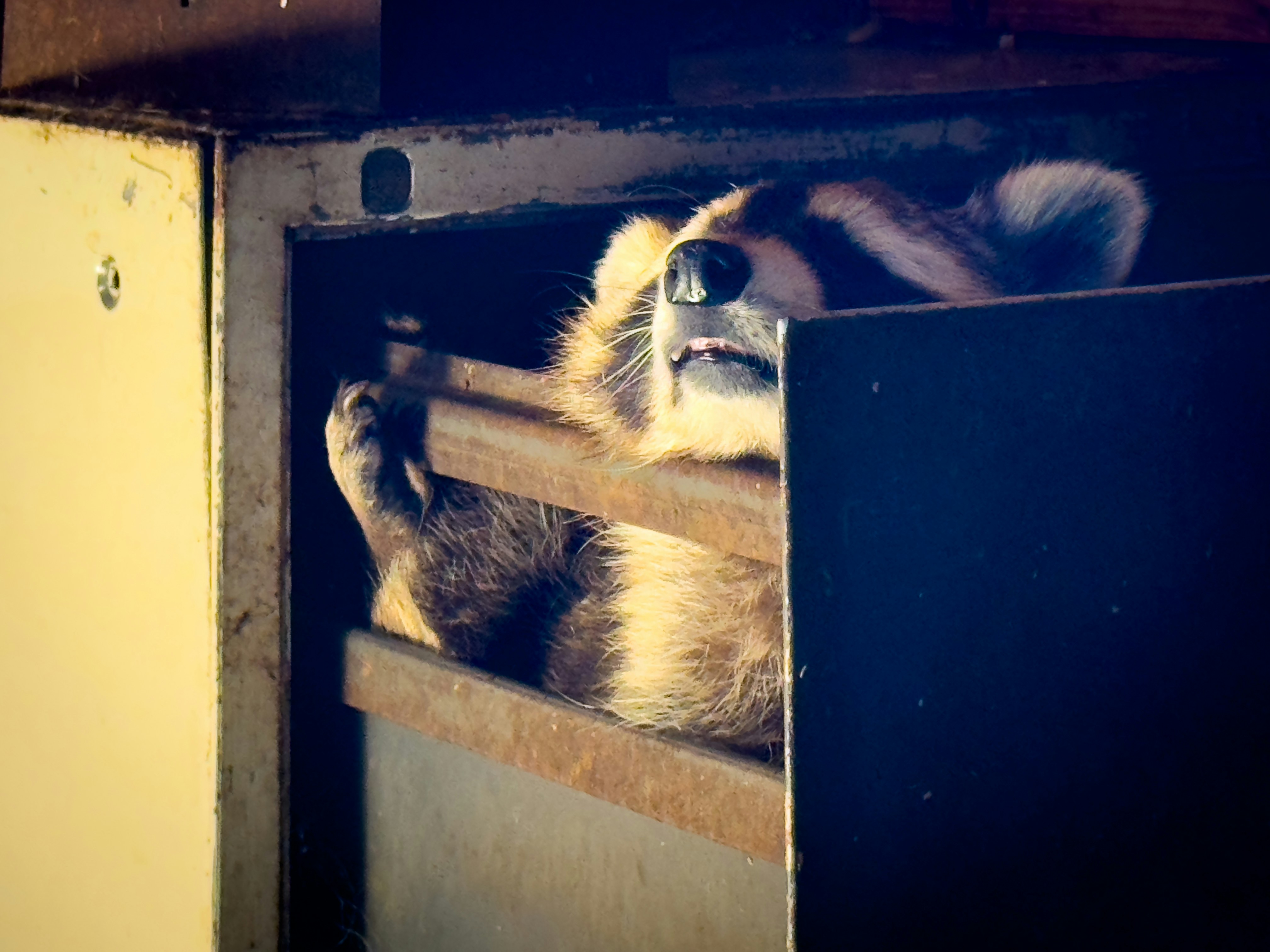 Curious Raccoon Peeks from a Cabinet Drawer, Gripping a Wooden Bar