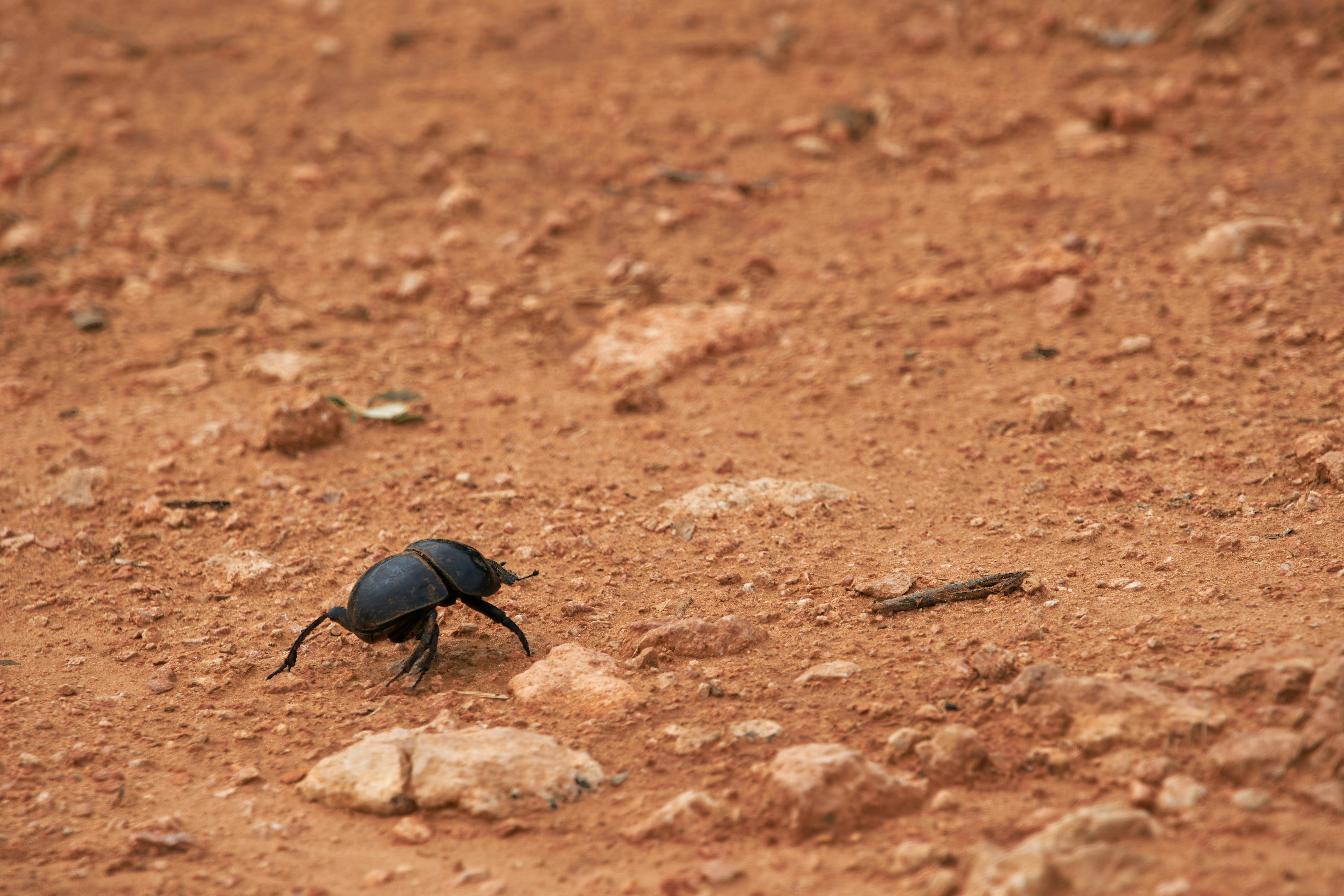 A bug crawling on the ground in the dirt photo – Free Soil Image on ...