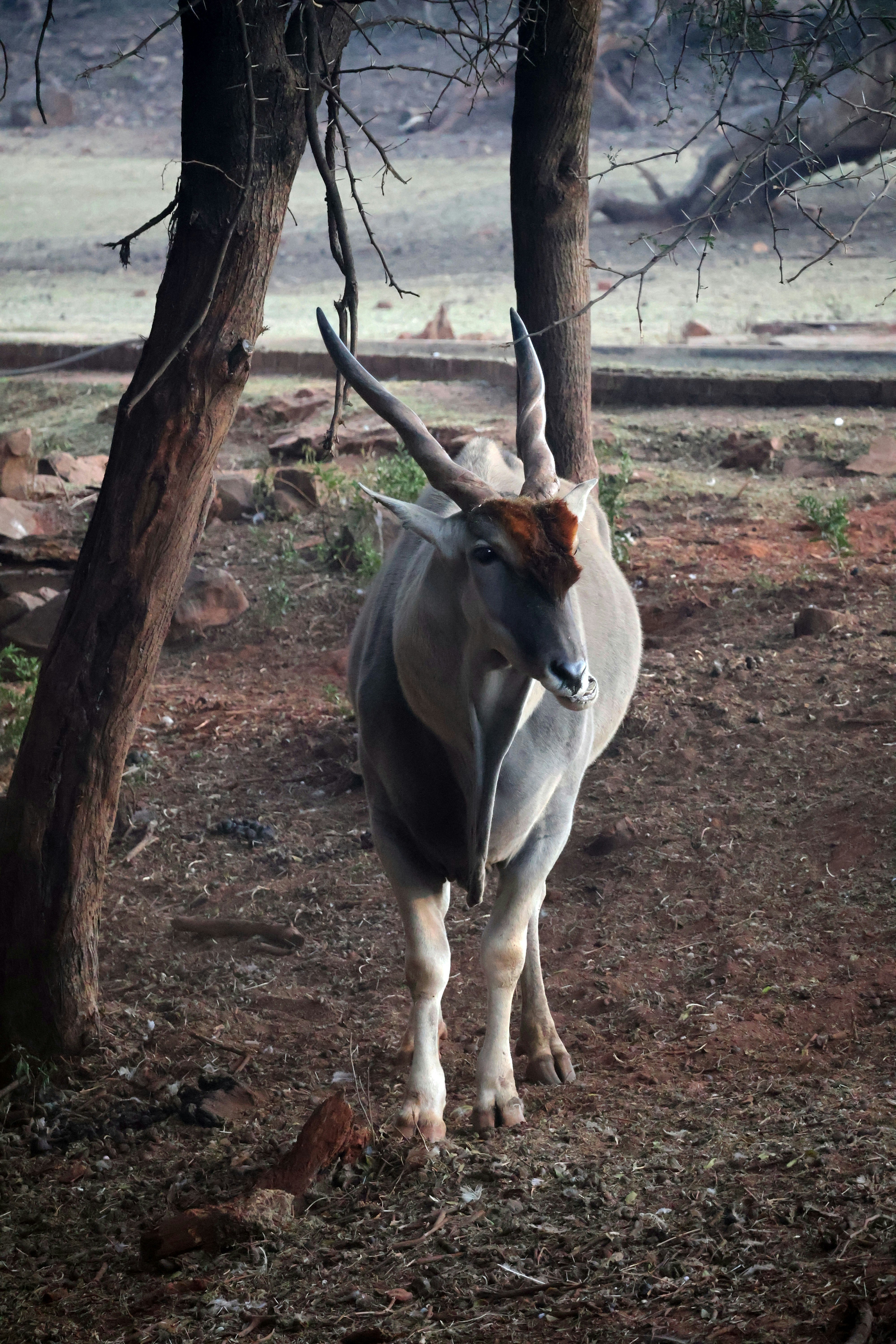 Nilgai in a Quiet Clearing: Horns Carving Through Dappled Forest Light