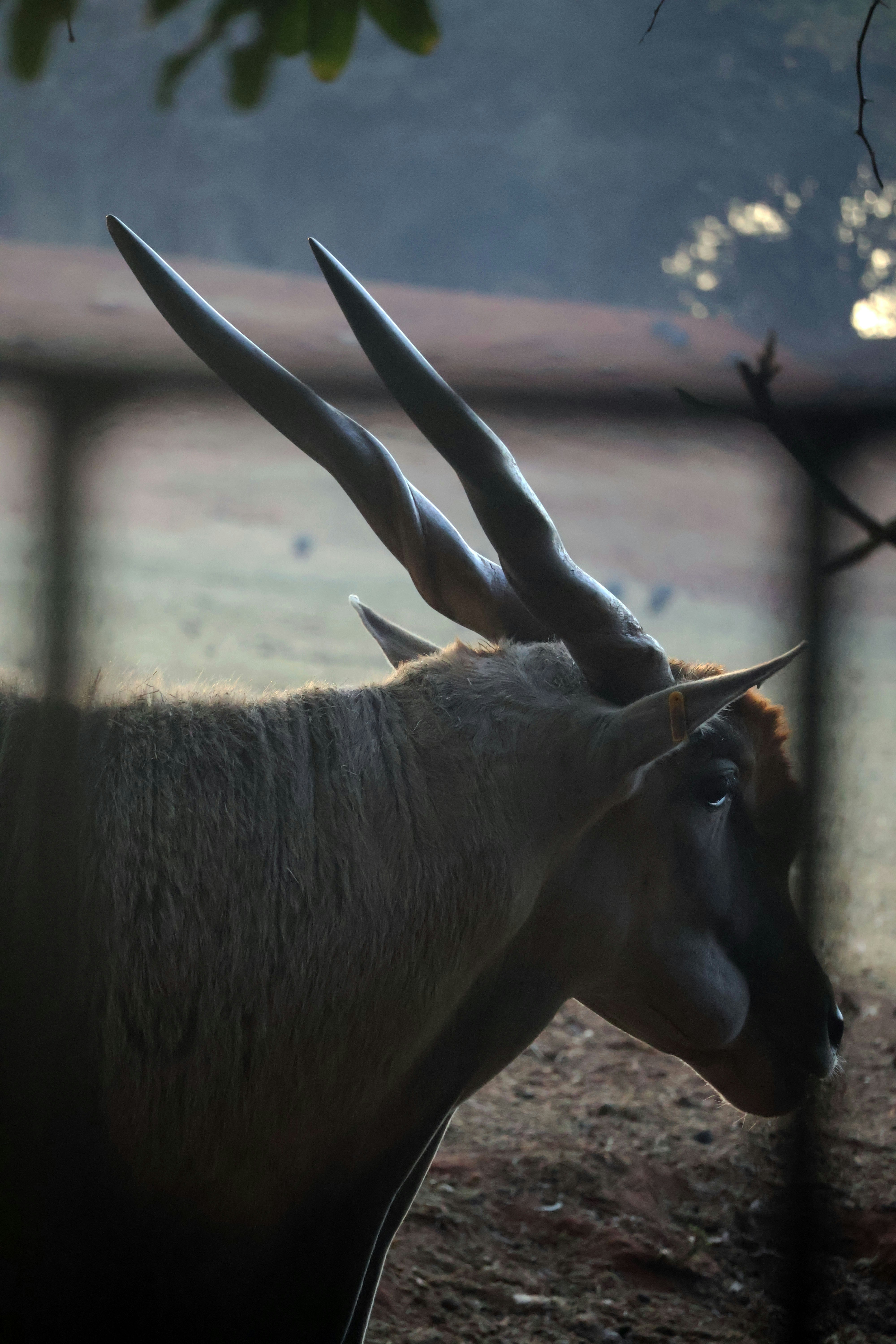 Barred Light: A Longhorn Portrait Behind the Fence