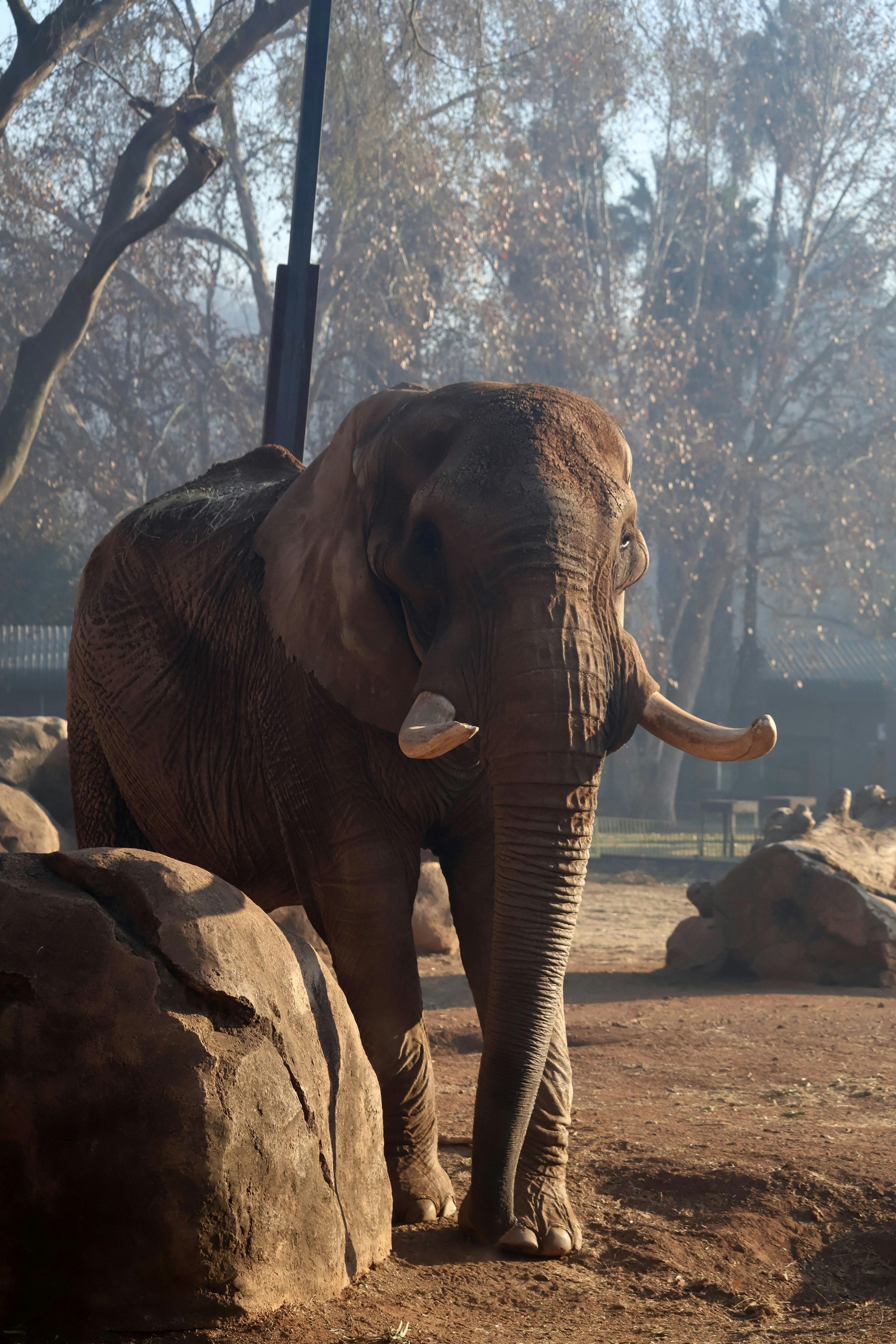 Gentle Giant at the Enclosure Lip, Sunlit Dirt