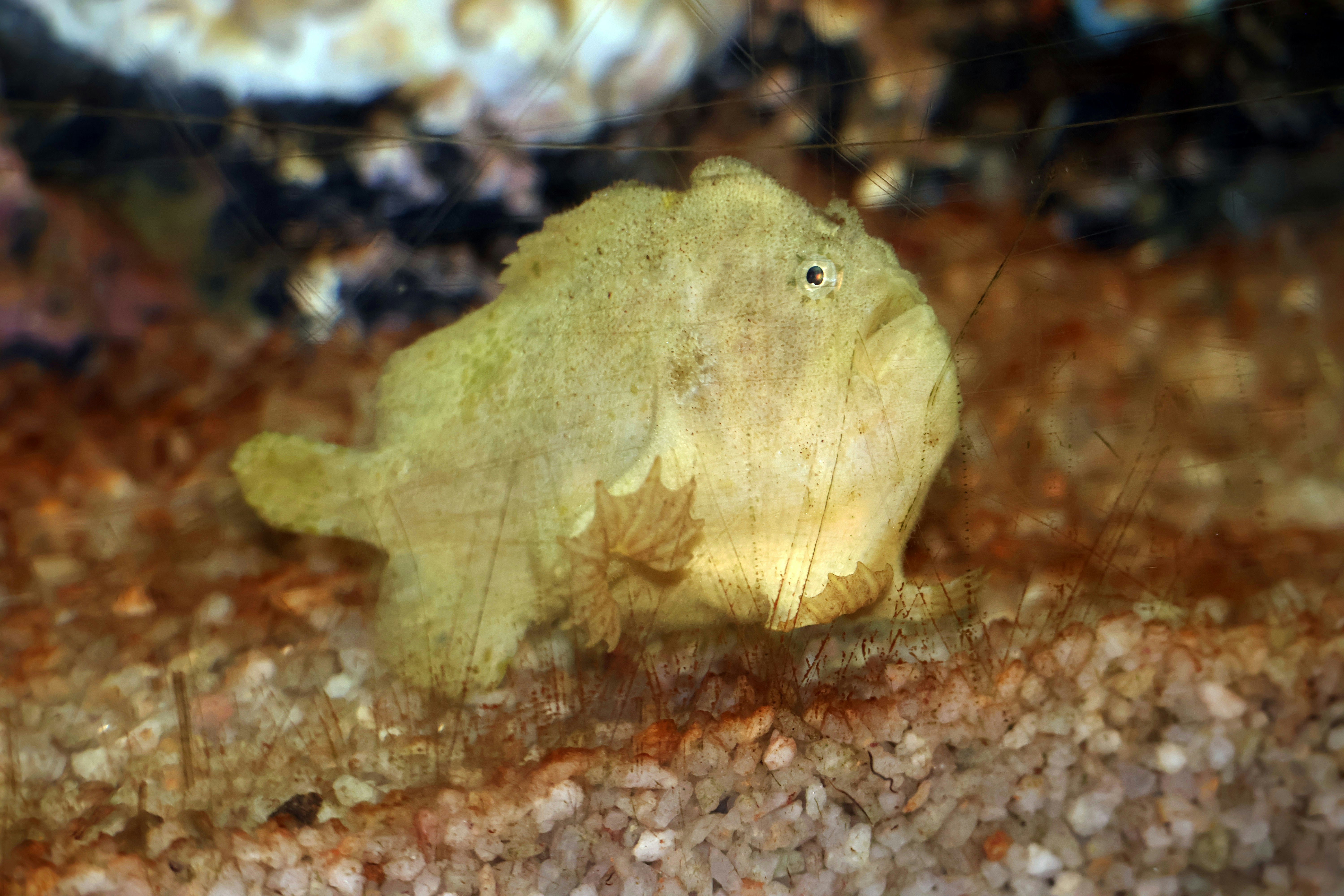 A small yellow fish sitting on the ground photo – Free Fish Image on ...