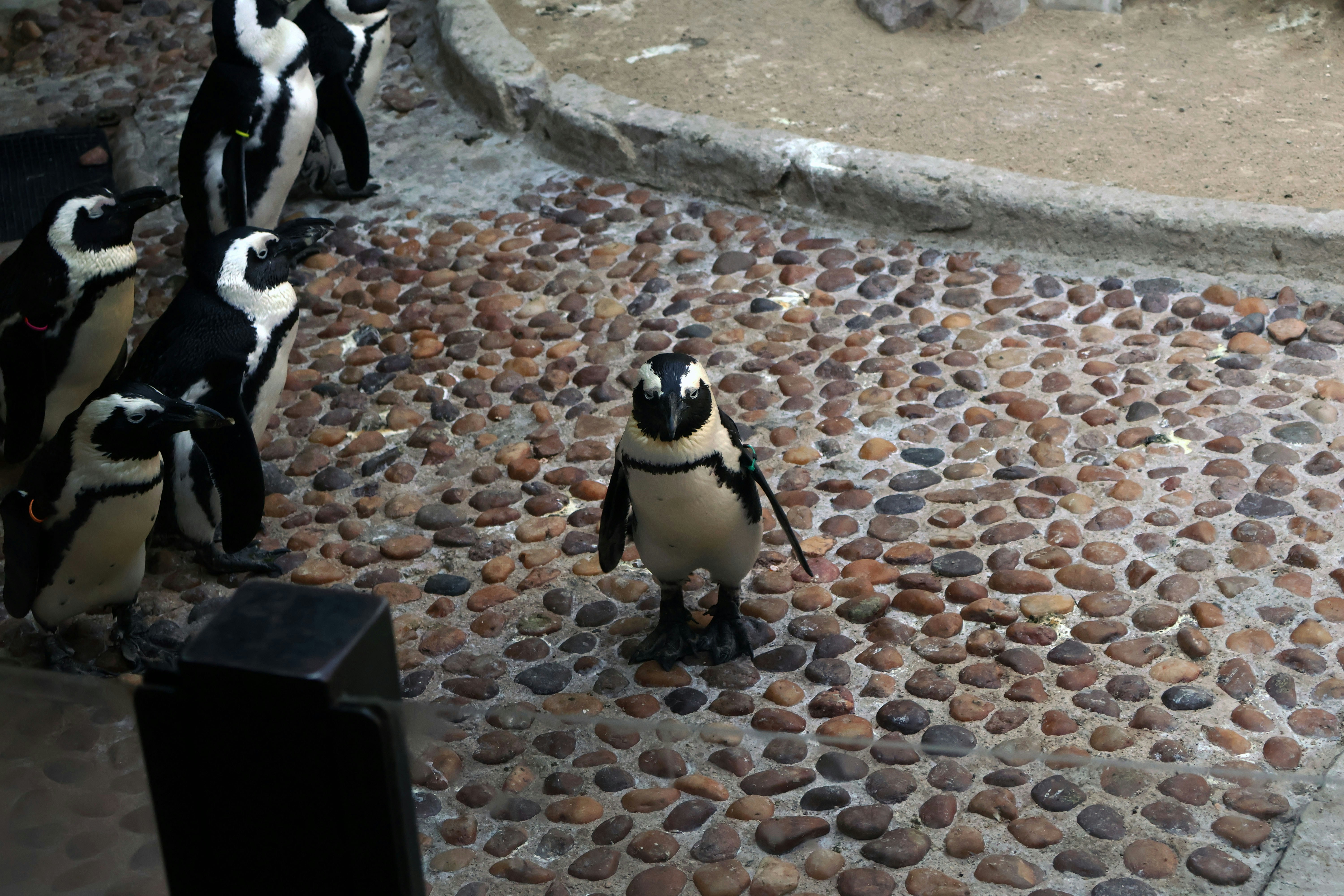 Penguin Parade on Pebble Mosaic