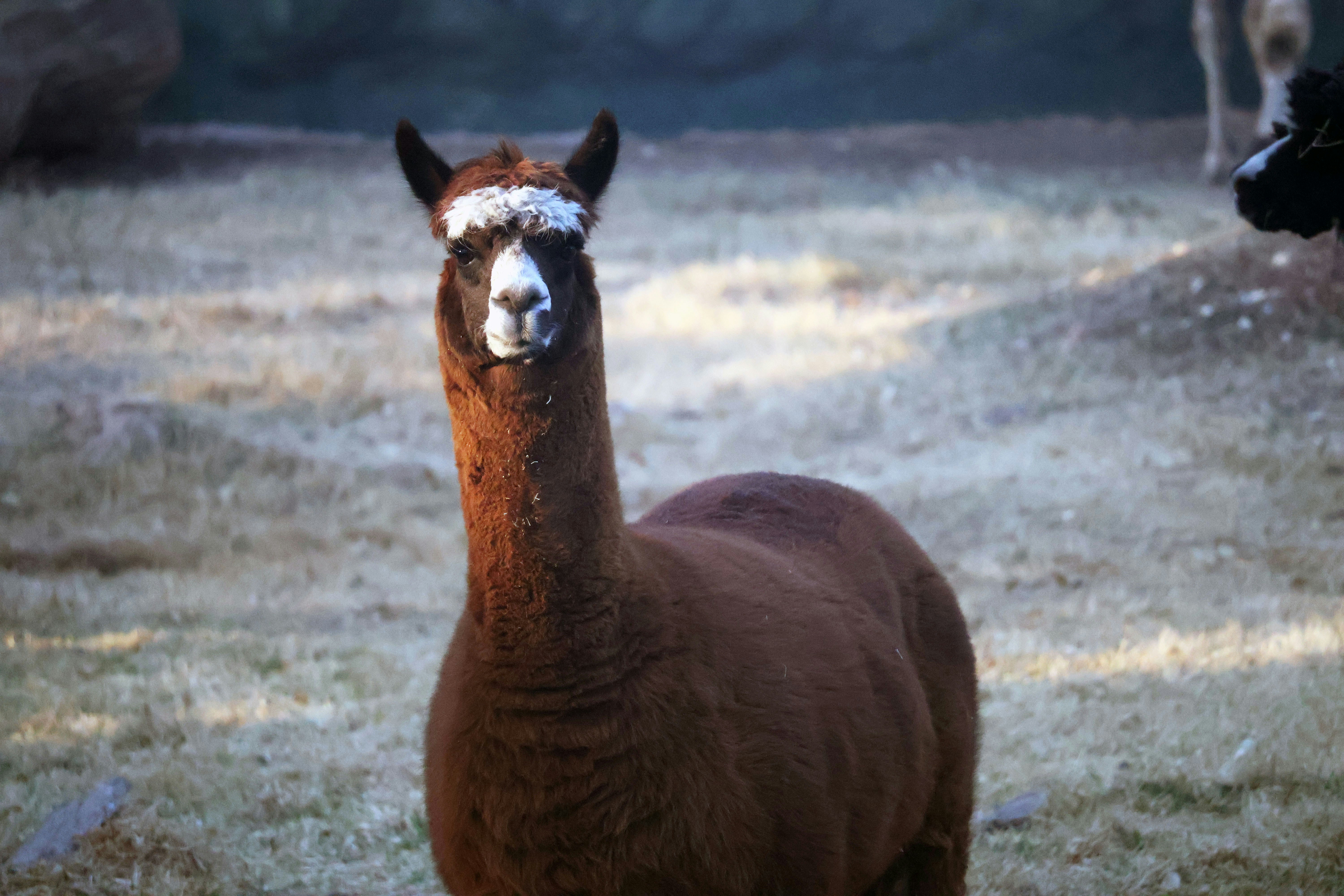 Centered Gaze: Alpaca Portrait in a Quiet Field