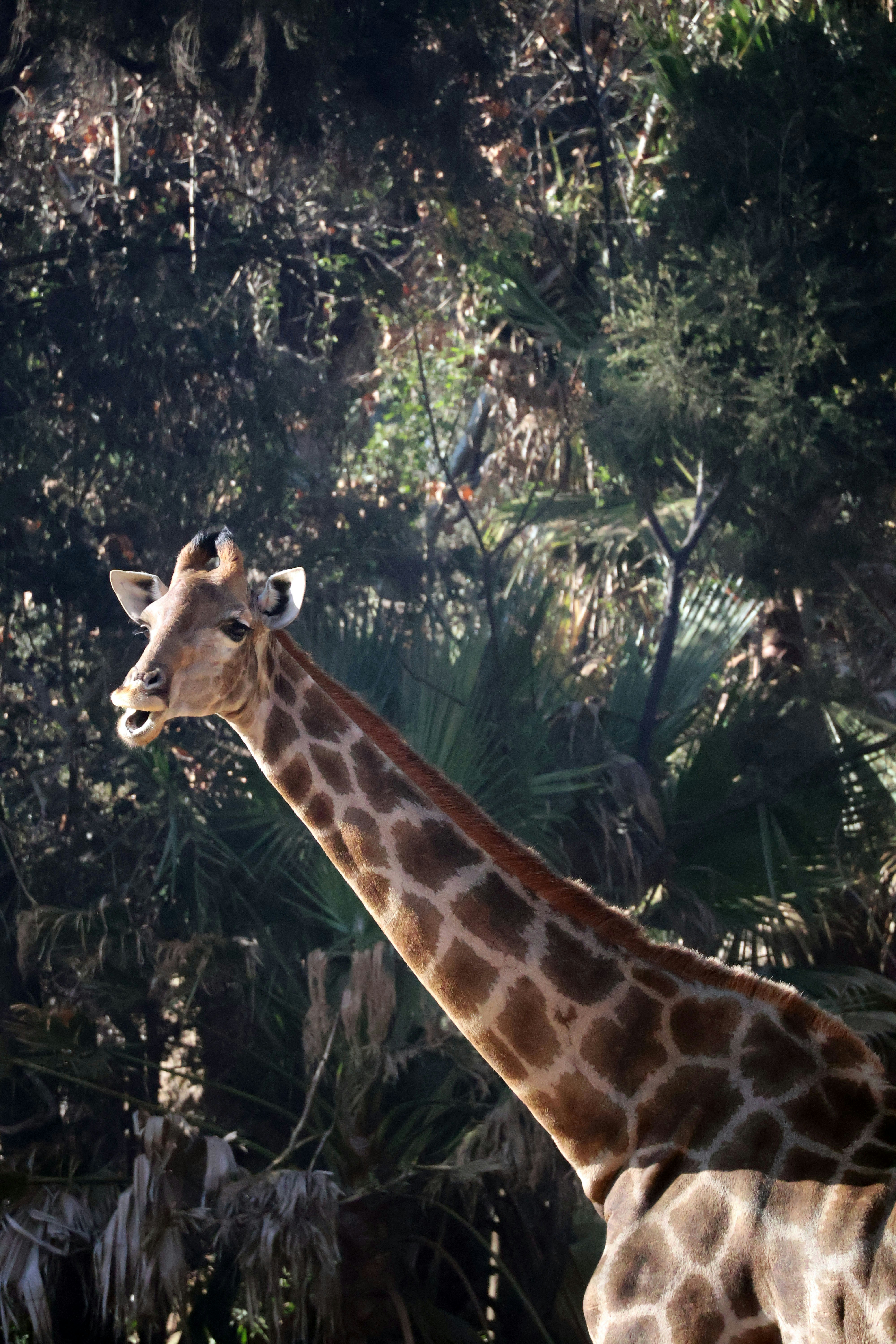 Leaf-Lick in the Dappled Canopy: Giraffe Portrait