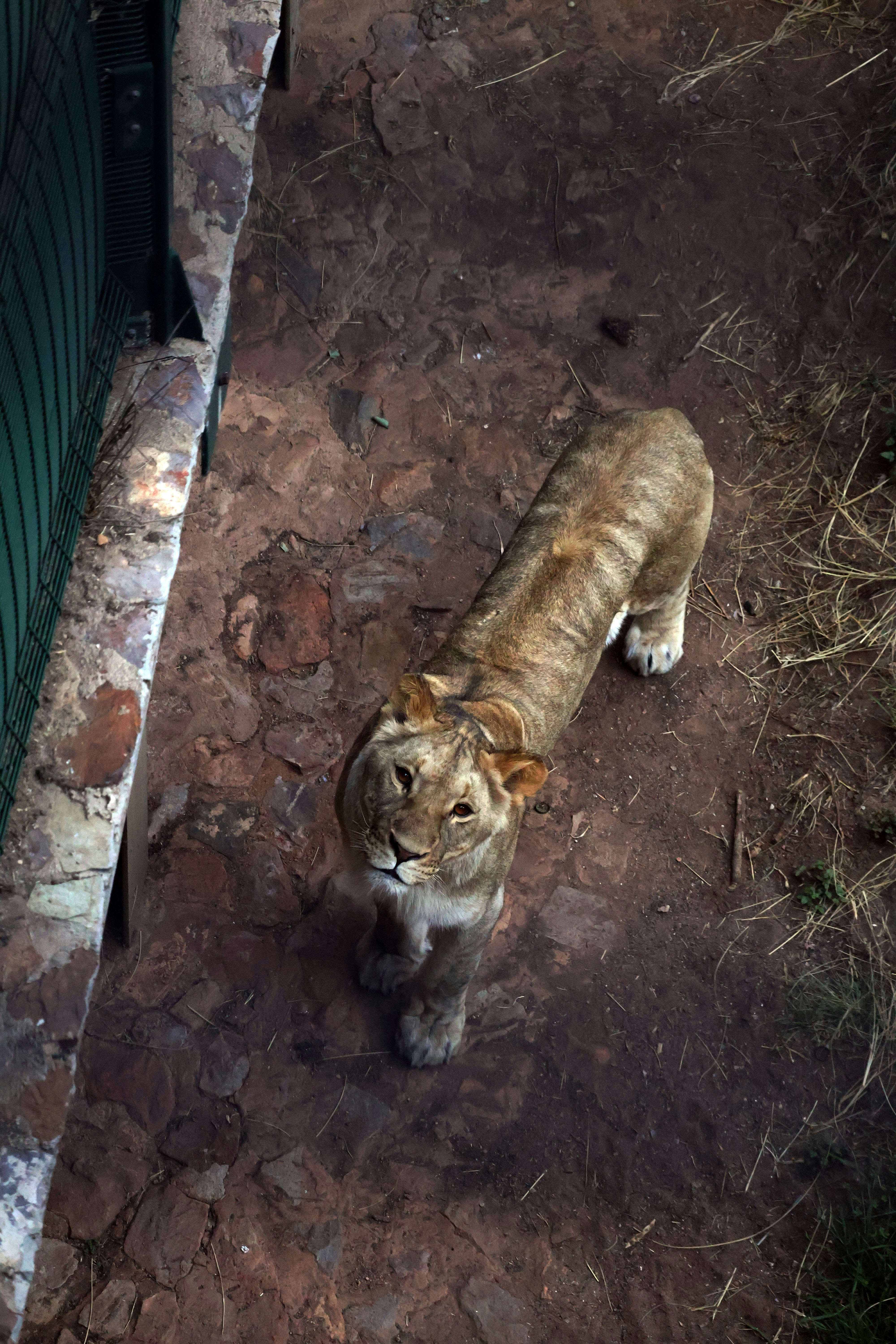 Curious lioness on a sun-warmed stone path beside a weathered ledge