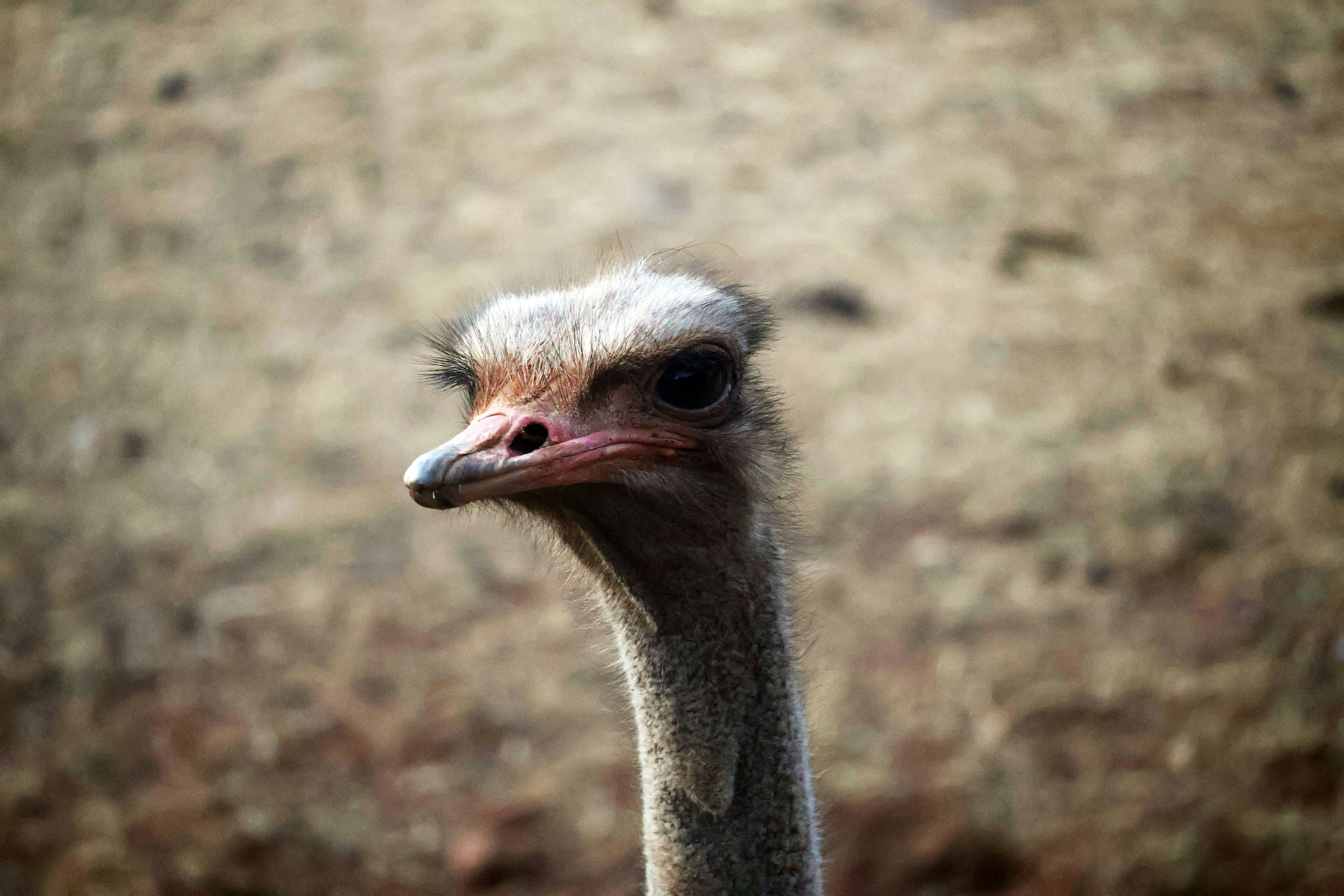 Kareeberg Local Municipality