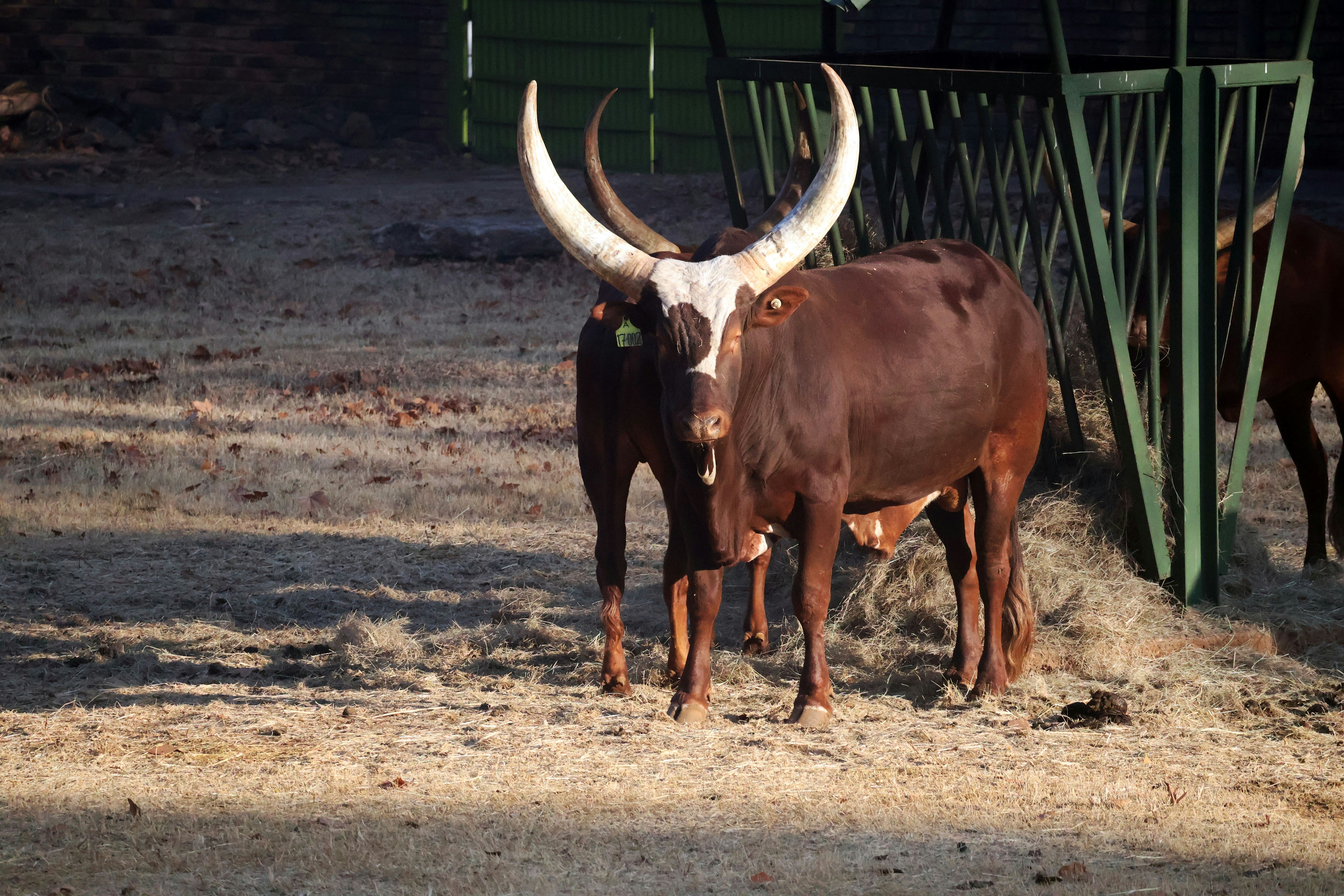 The Horned Sentinel by the Feed Rack