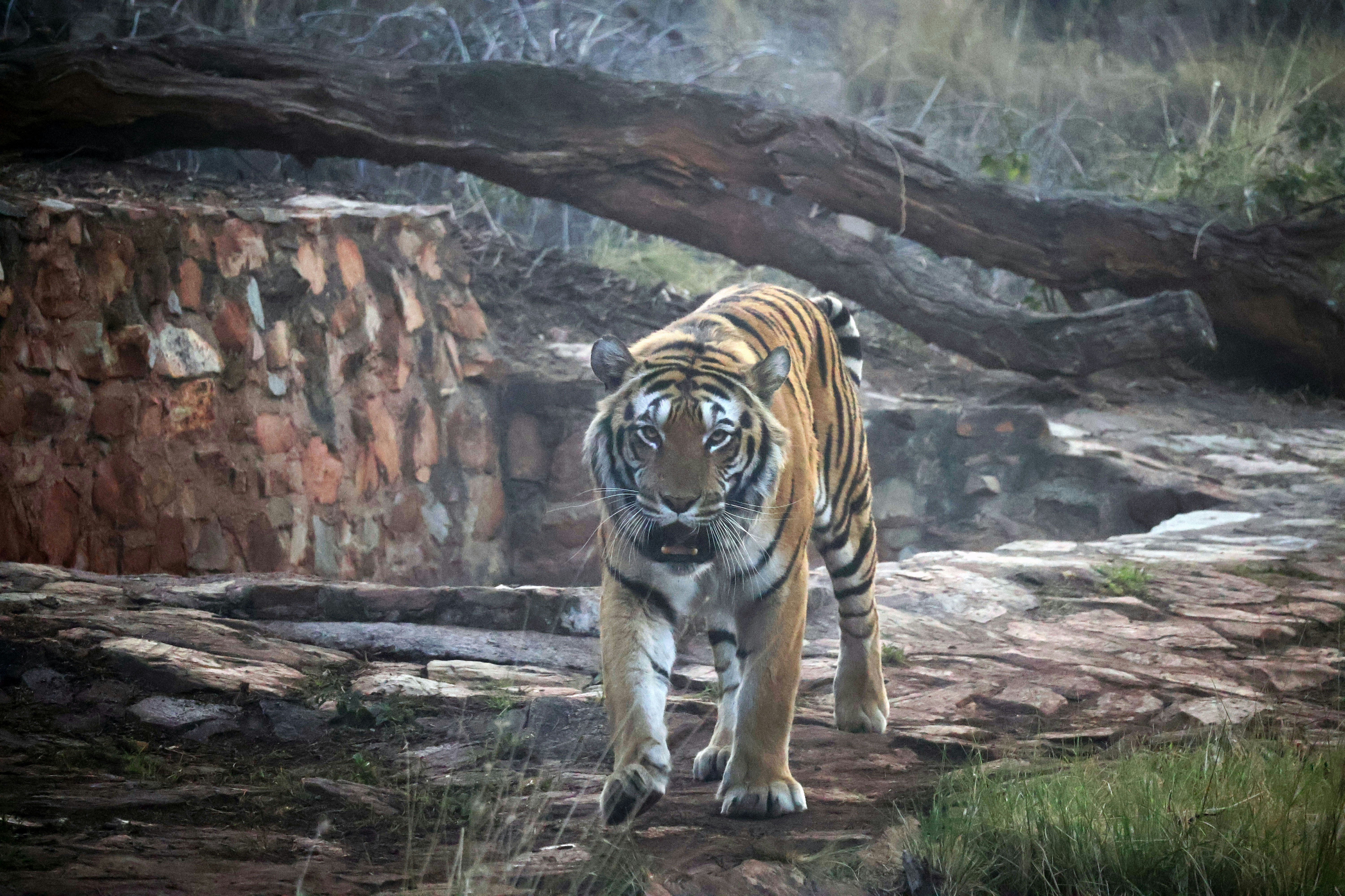 Tiger on the Stone Causeway Under a Fallen Branch