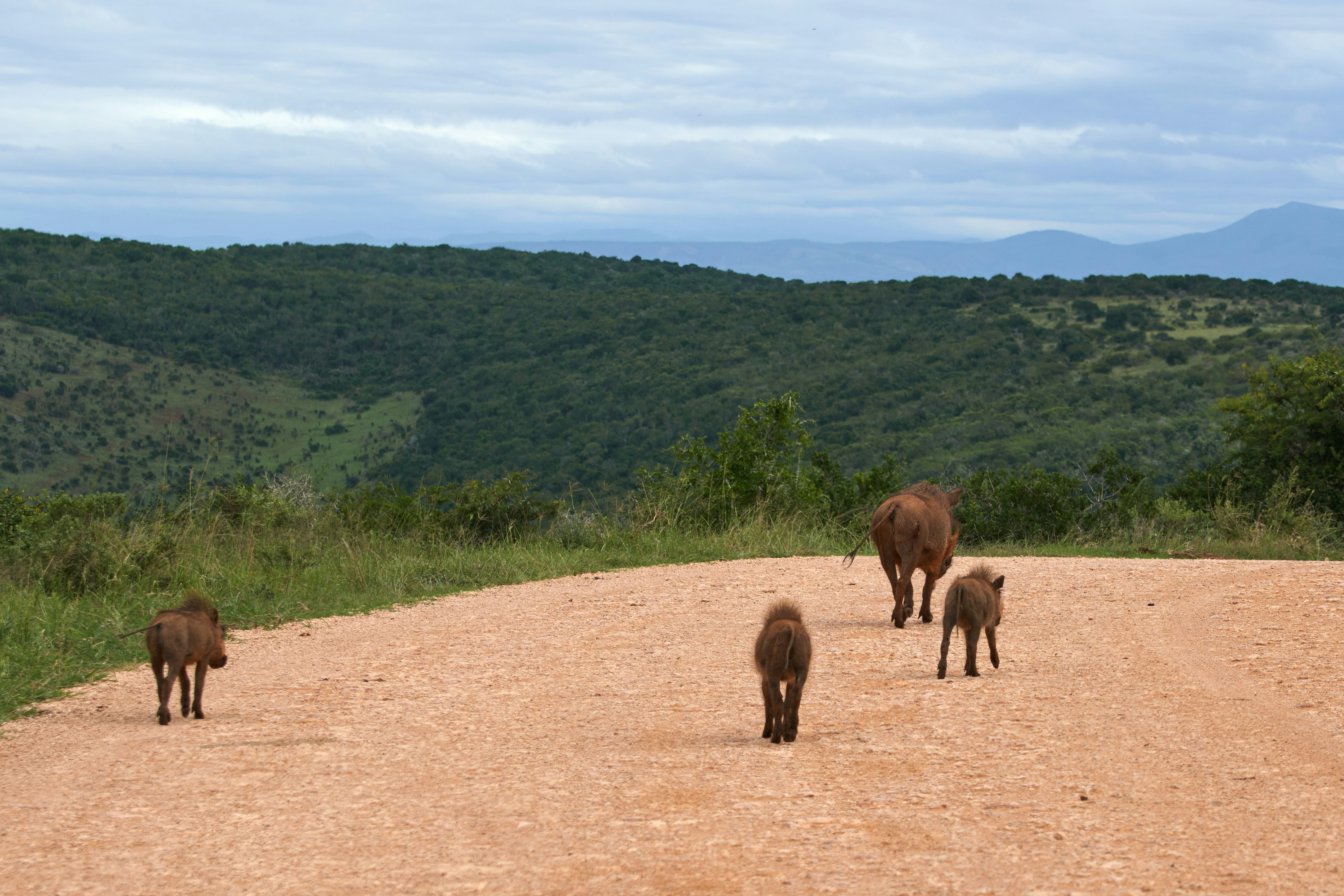 Dusty Road Crossing: A Small Herd Trekking the Hilltop Path
