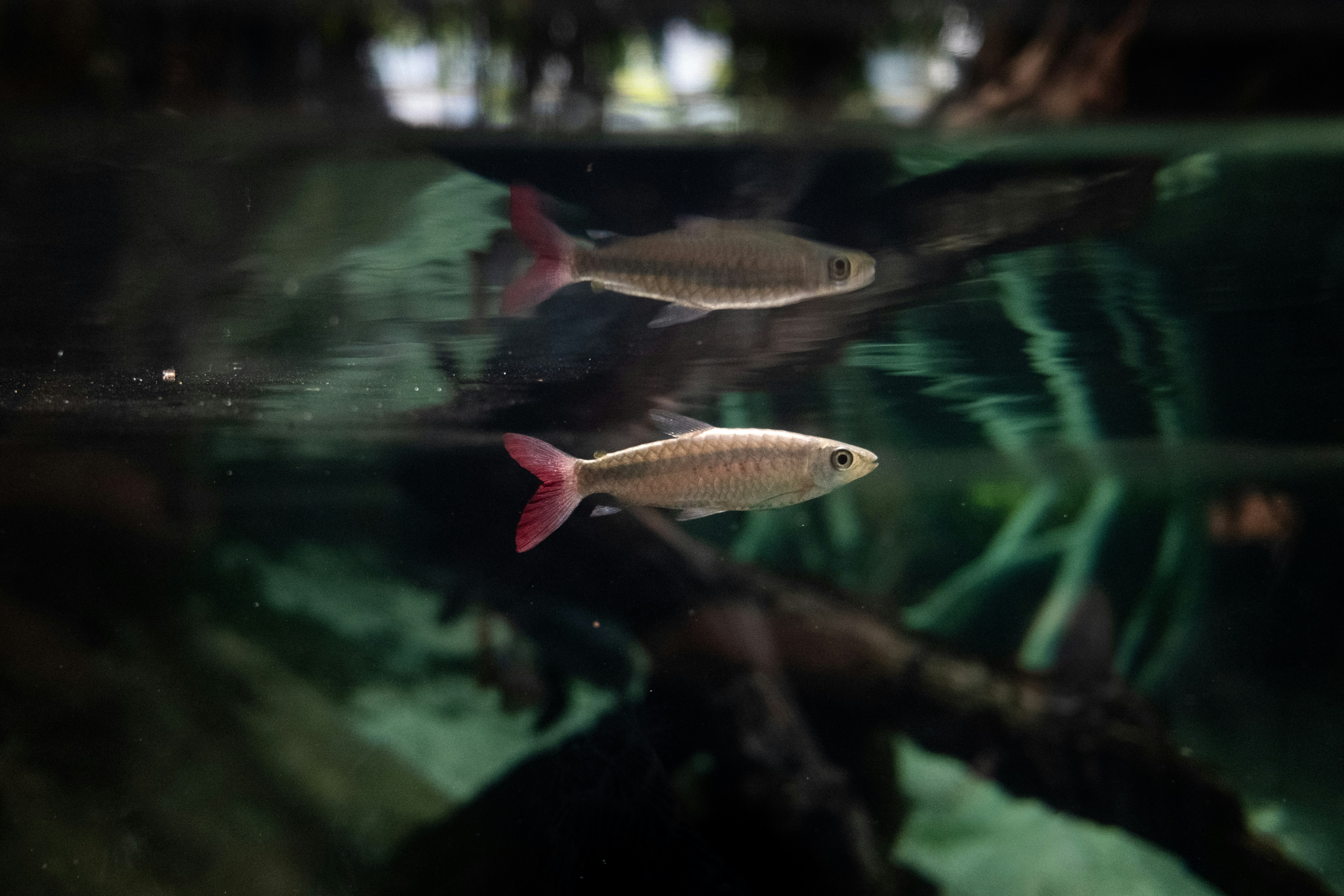 A group of fish swimming in an aquarium photo – Free Fish Image on Unsplash