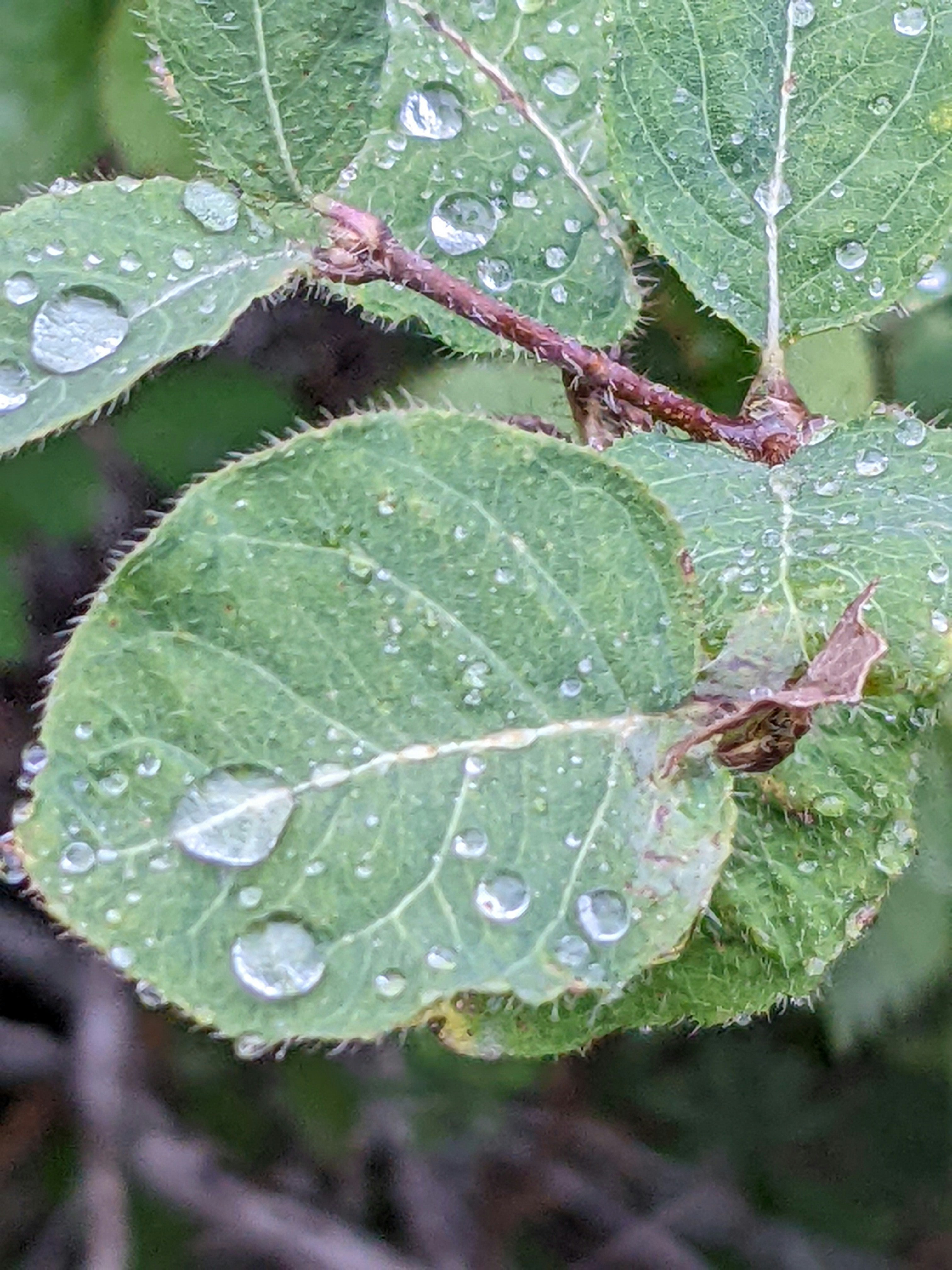 Close-up of green leaves adorned with glistening water droplets, showcasing the beauty of nature's details.