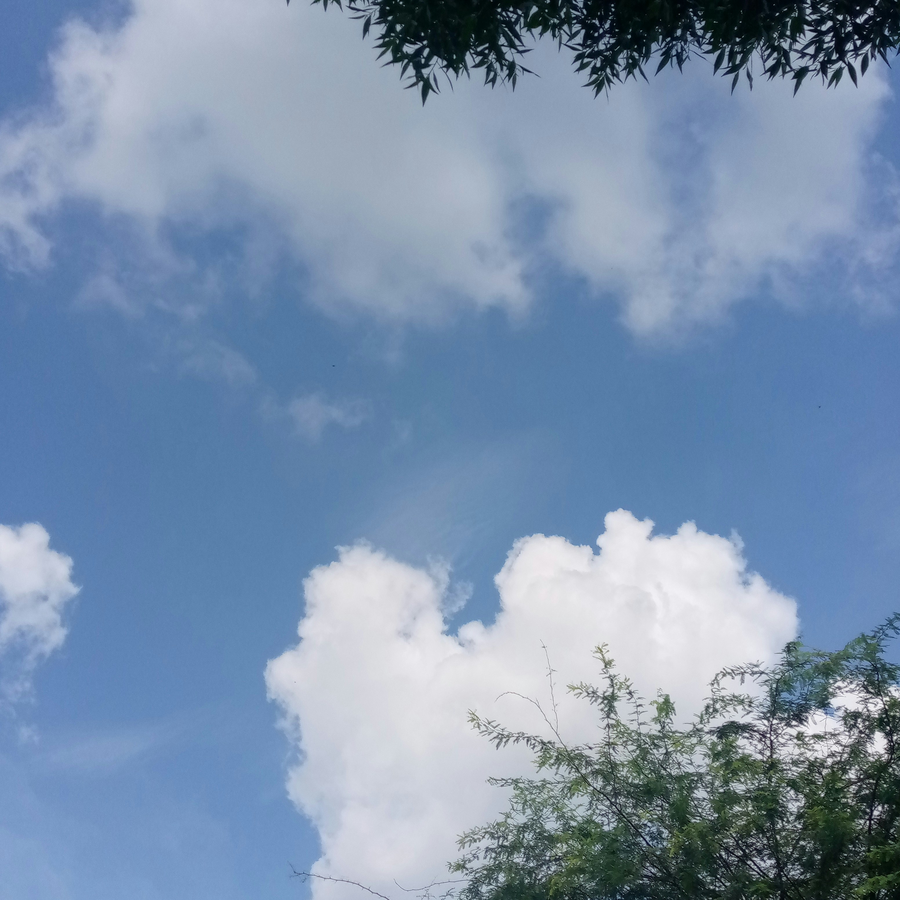 A blue sky with white clouds and some trees