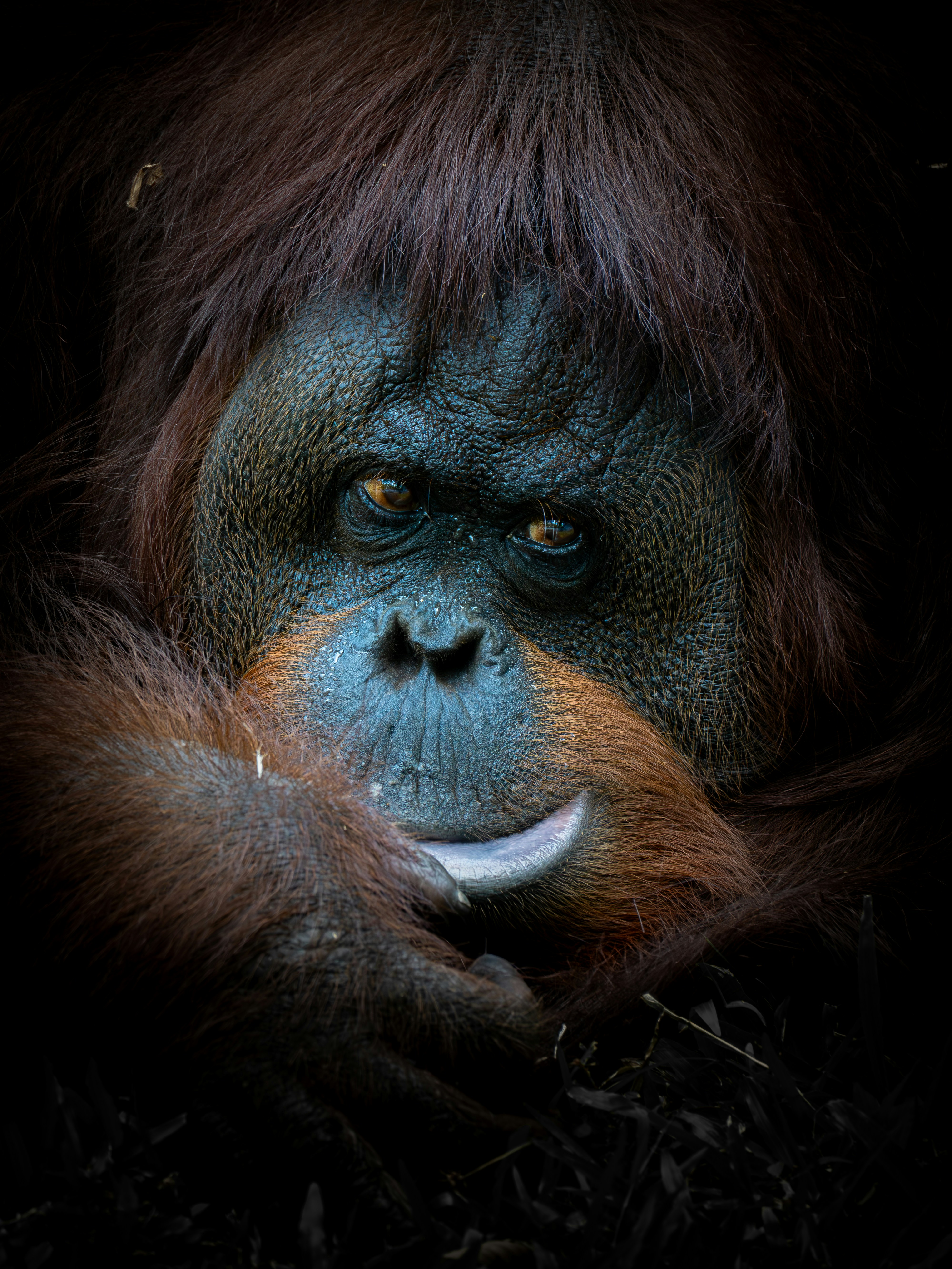 A close up of a monkey with a smile on its face photo – Free Animal ...