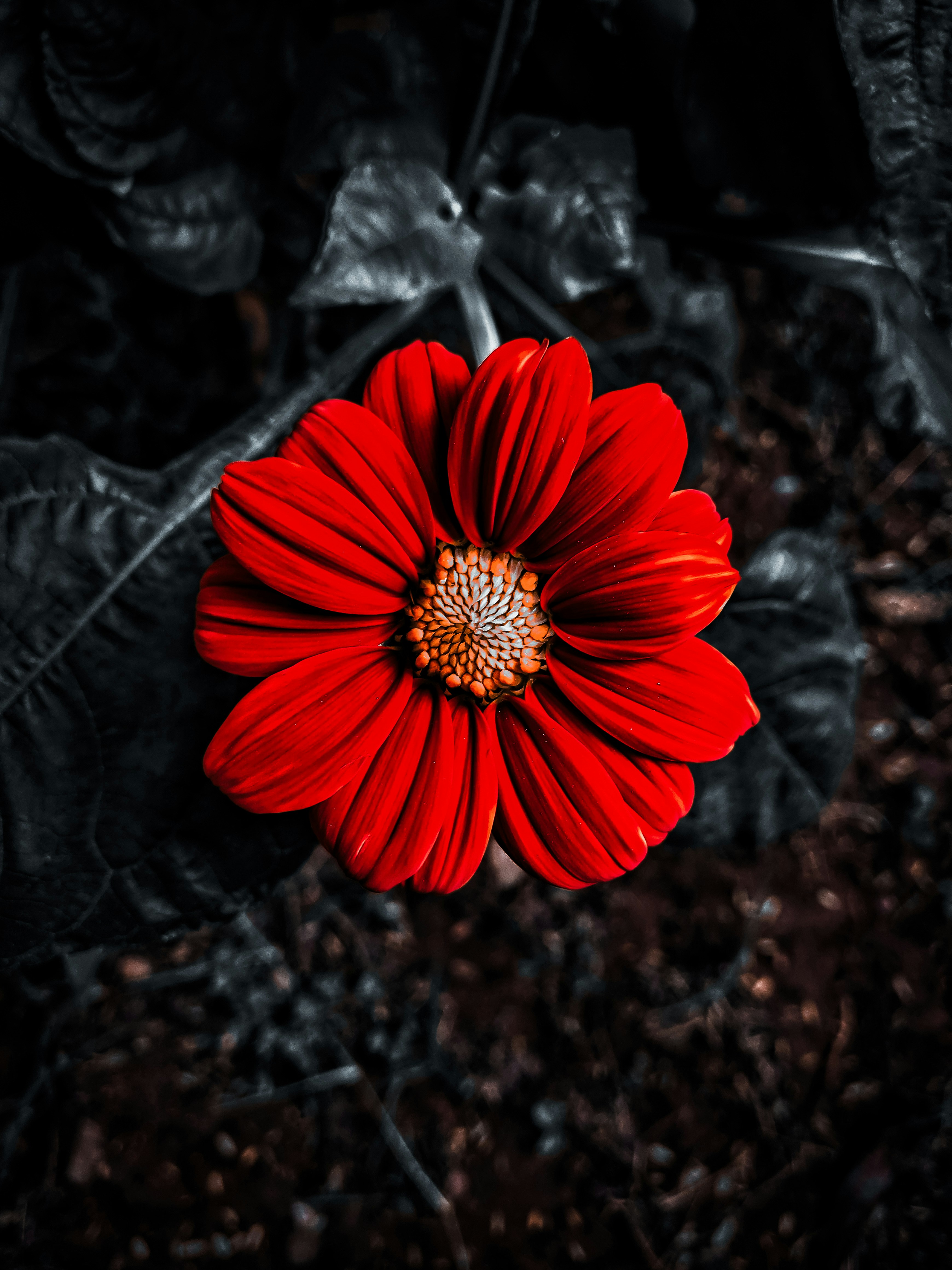 Crimson Zinnia in a Velvet Night