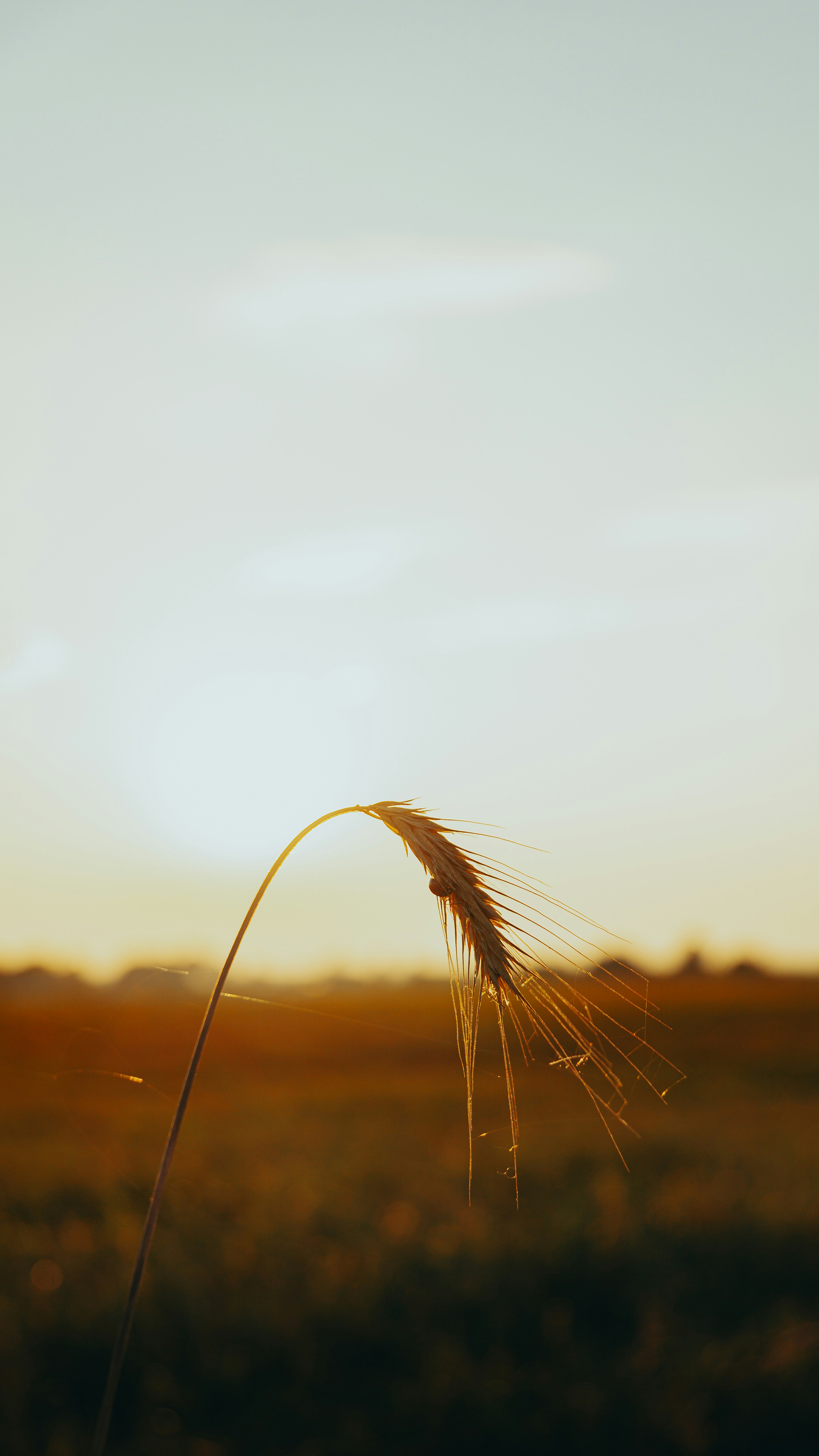 A tall stalk of wheat in the middle of a field photo – Free Nature ...