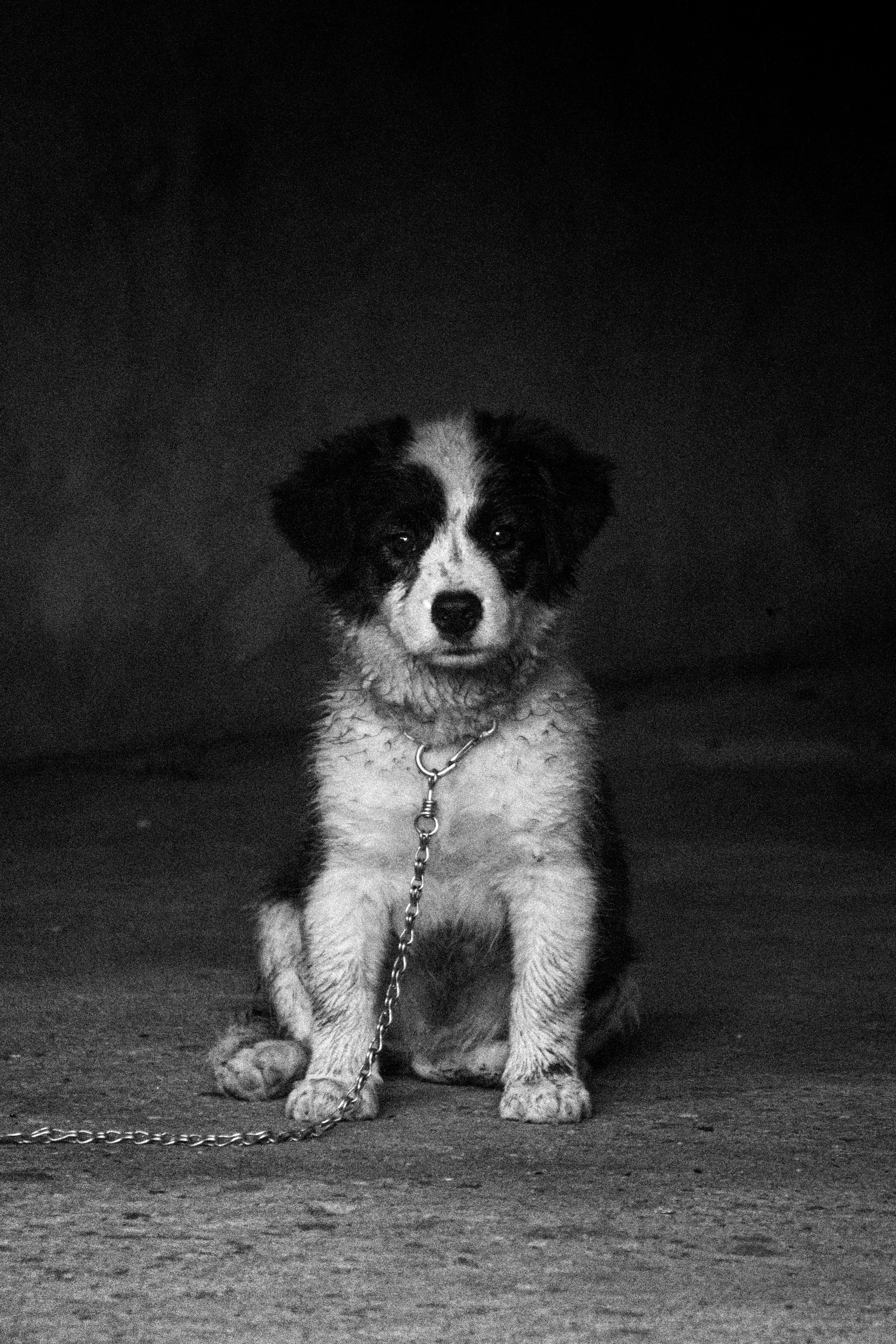 Shadowed Gaze: A Quiet Puppy Portrait in Dim Light