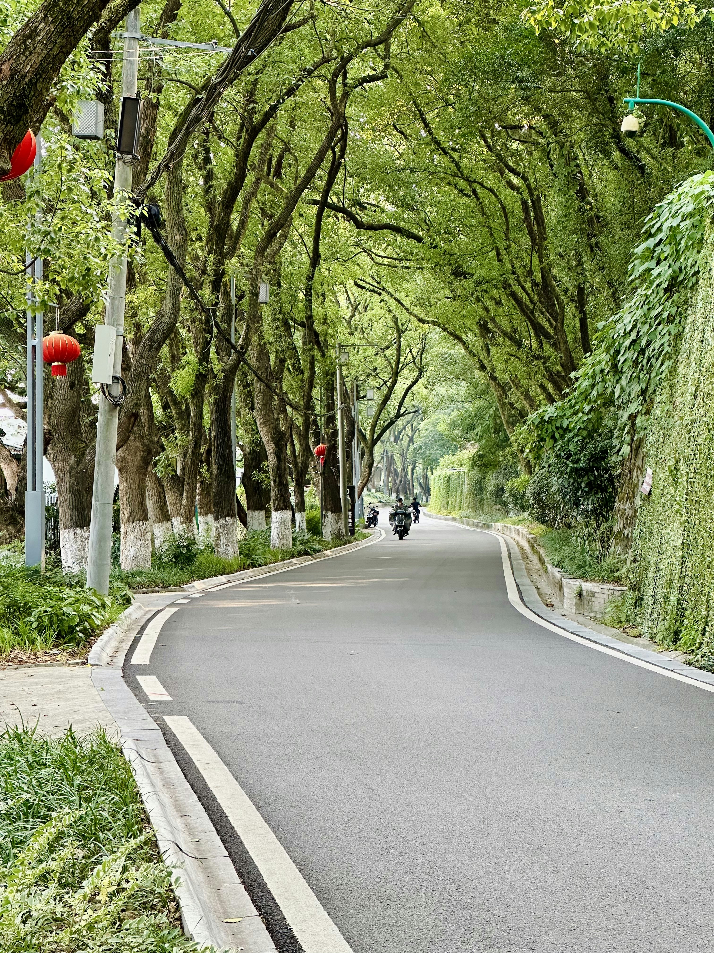 A street lined with lots of trees next to a lush green forest photo ...