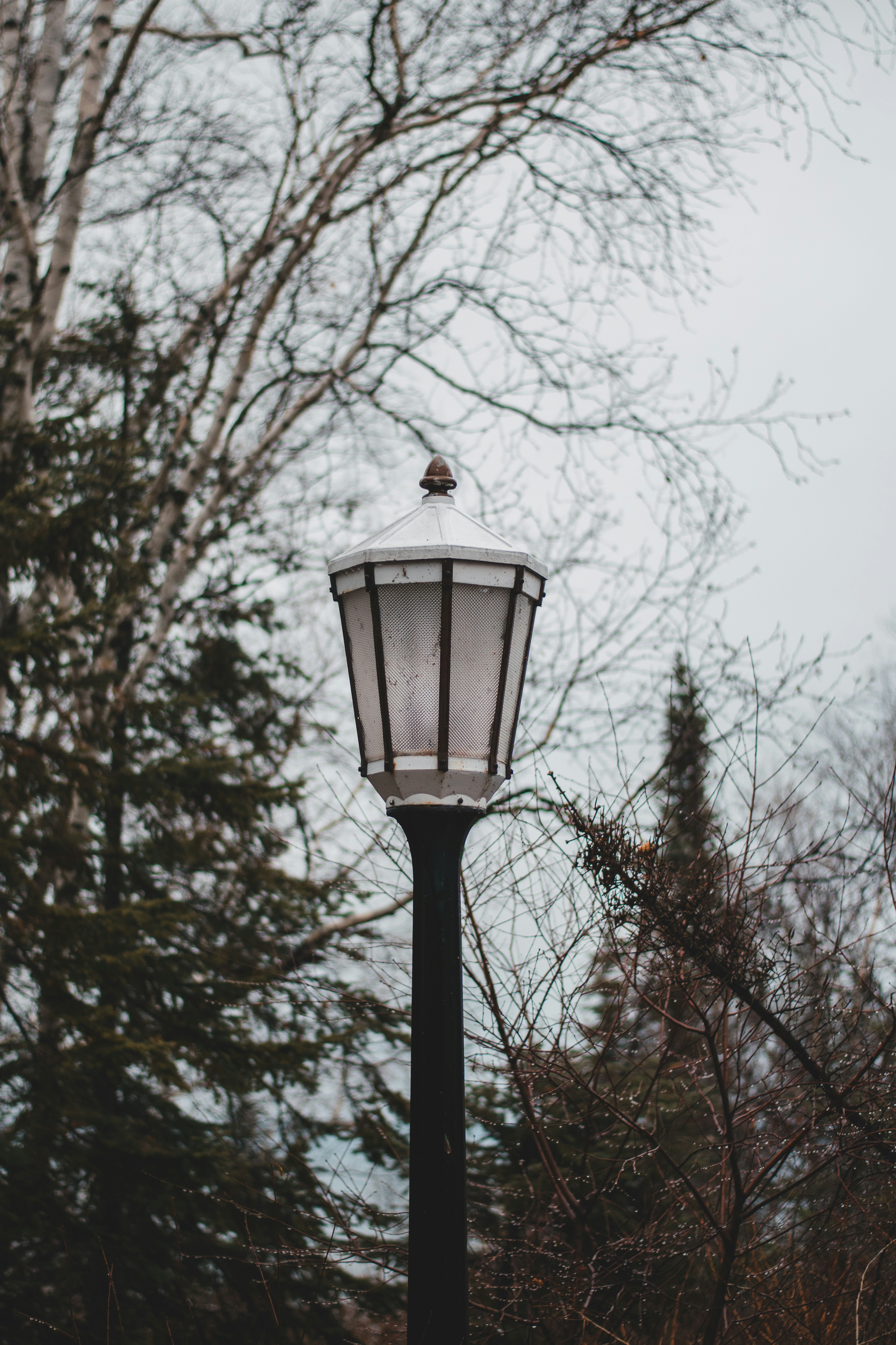 Solitary Lantern Amid Skeletal Winter Trees