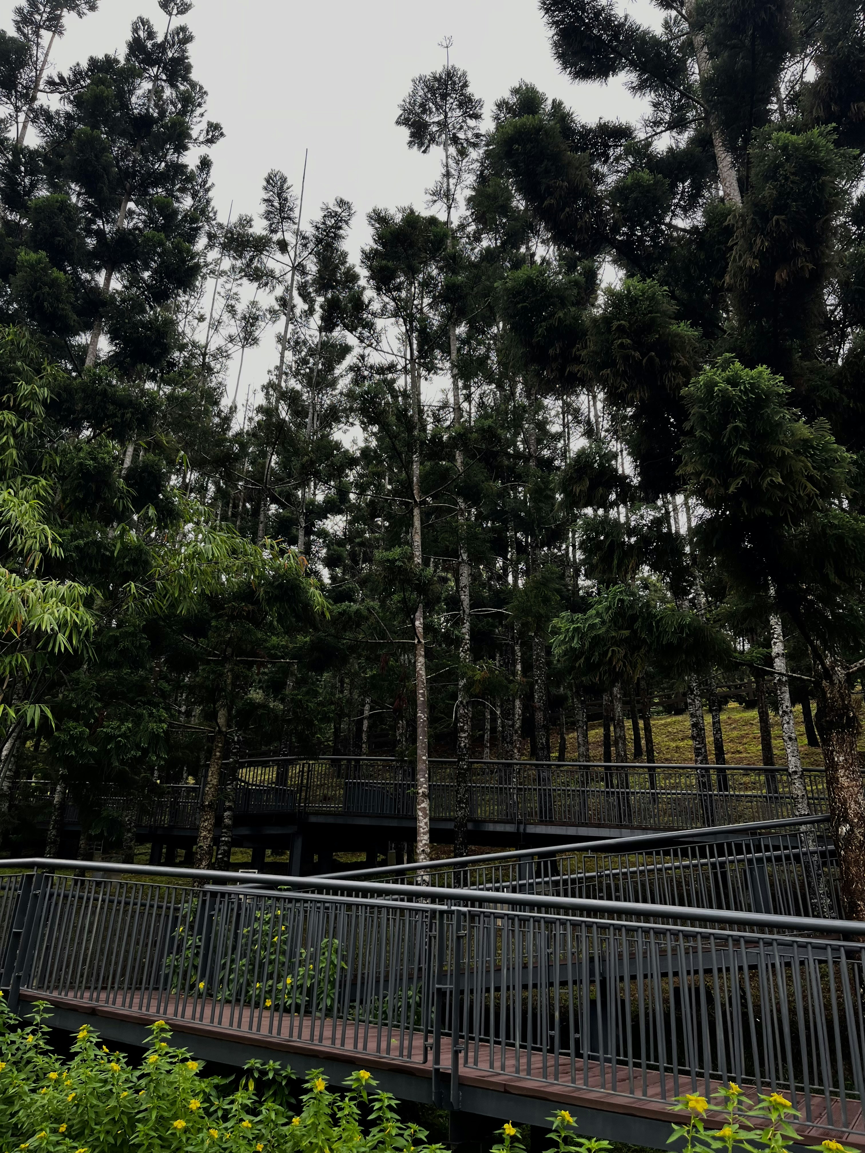 Railing Overlook Through a Sea of Pines