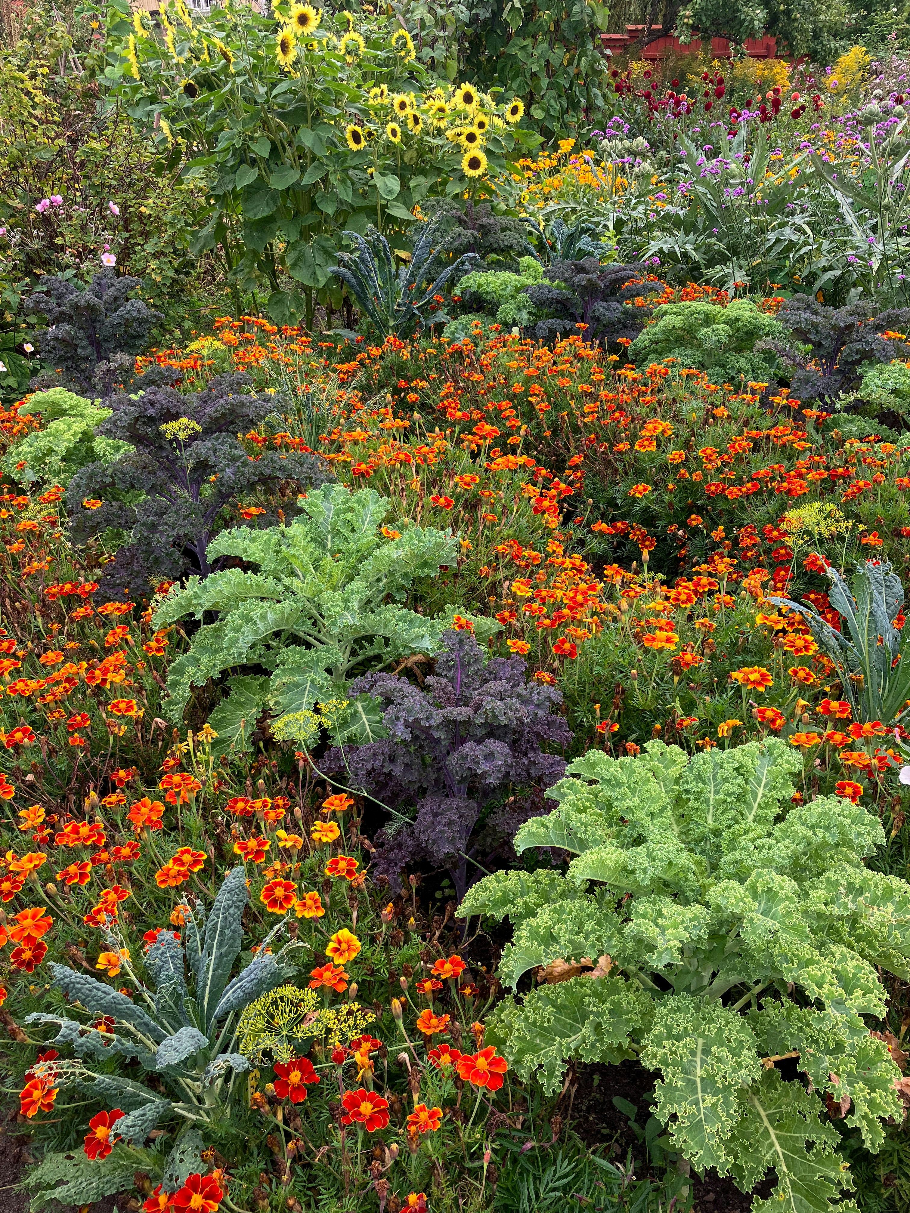 A garden filled with lots of different types of flowers photo – Free ...