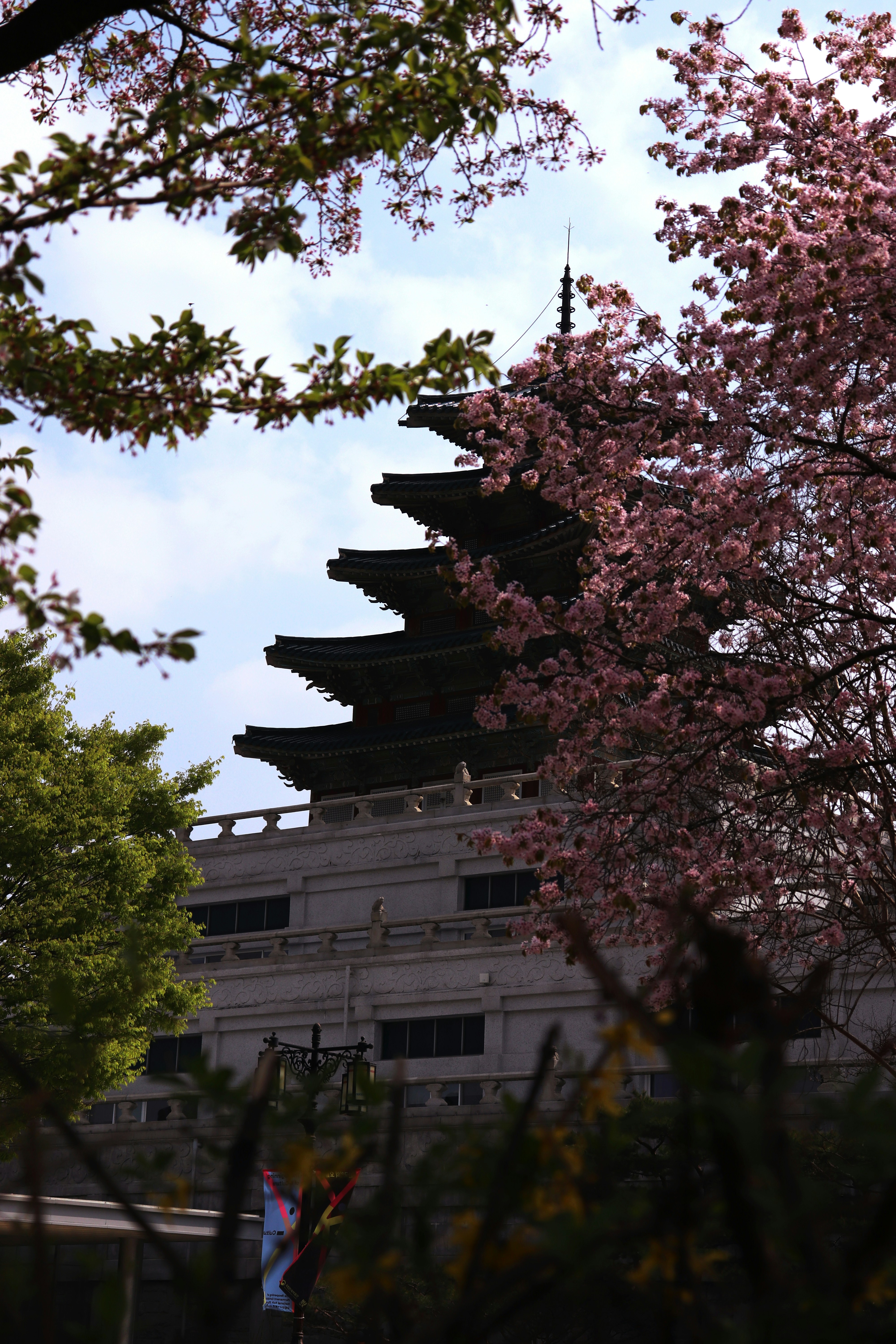 Cherry Blossom Framed Pagoda: A Quiet Peak Through Spring Bloom