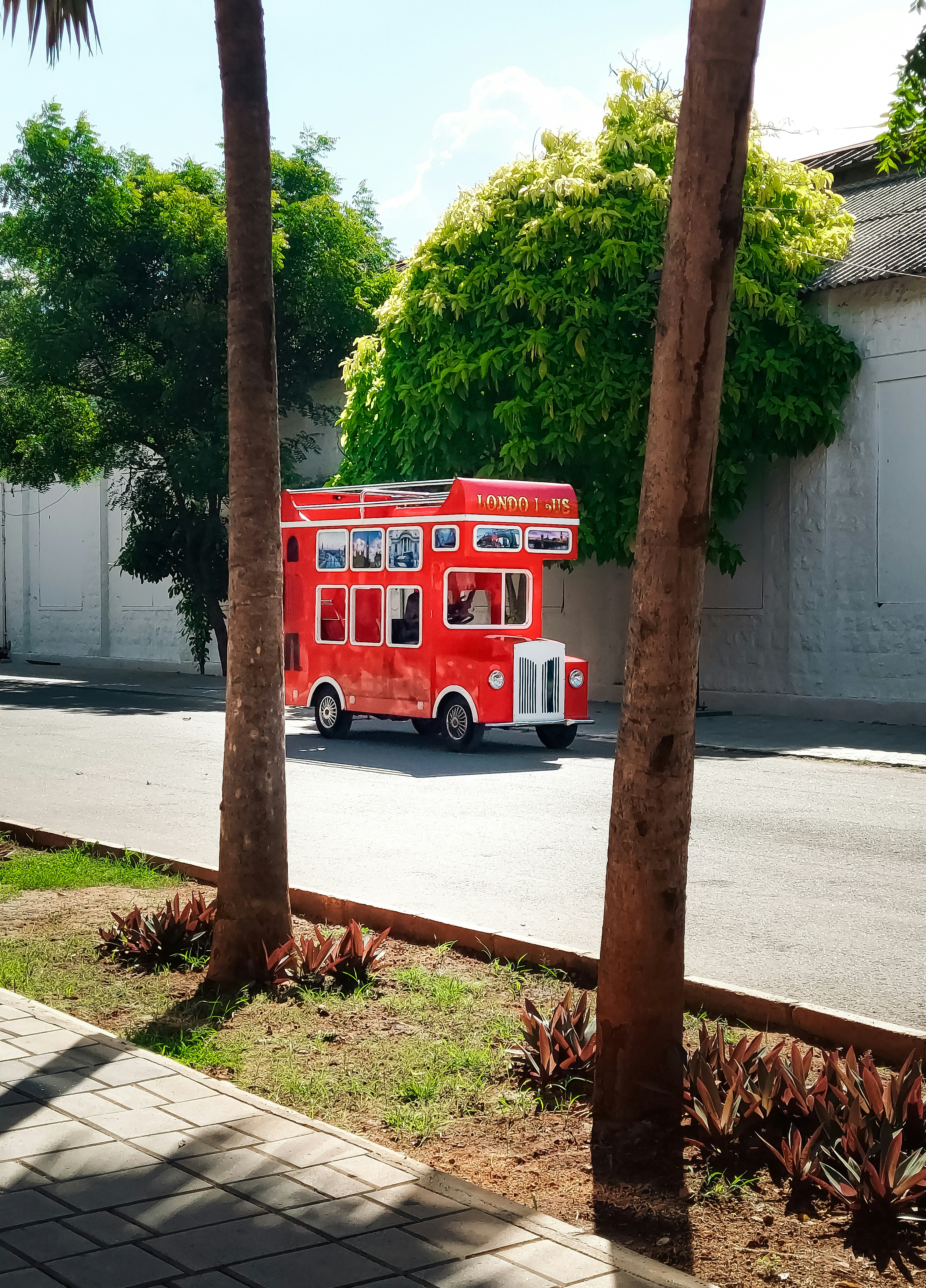 Sunlit Red Vintage Bus Through Slender Trunks