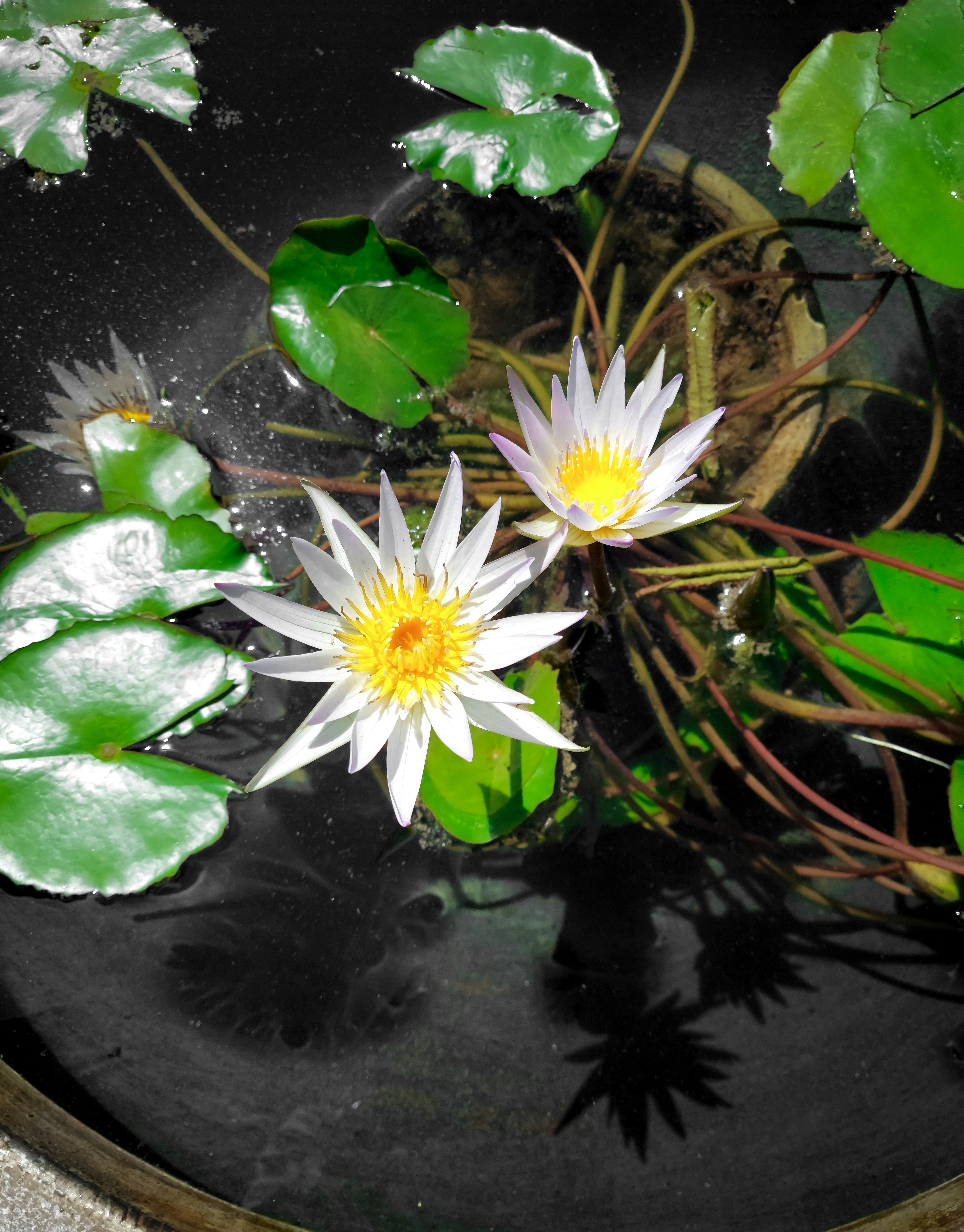 Foto Sekelompok bunga lili air mengambang di atas kolam – Gambar Gambar ...